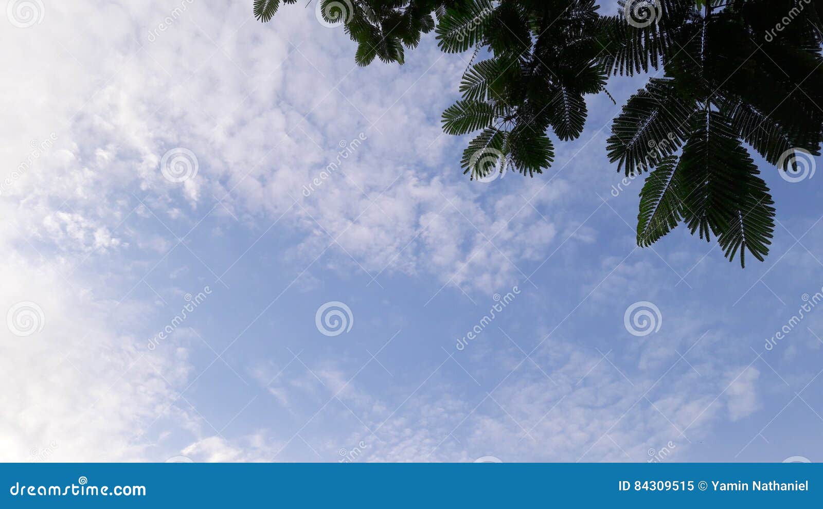 Tree Branch in Cloudy Sky Background Stock Image - Image of background ...