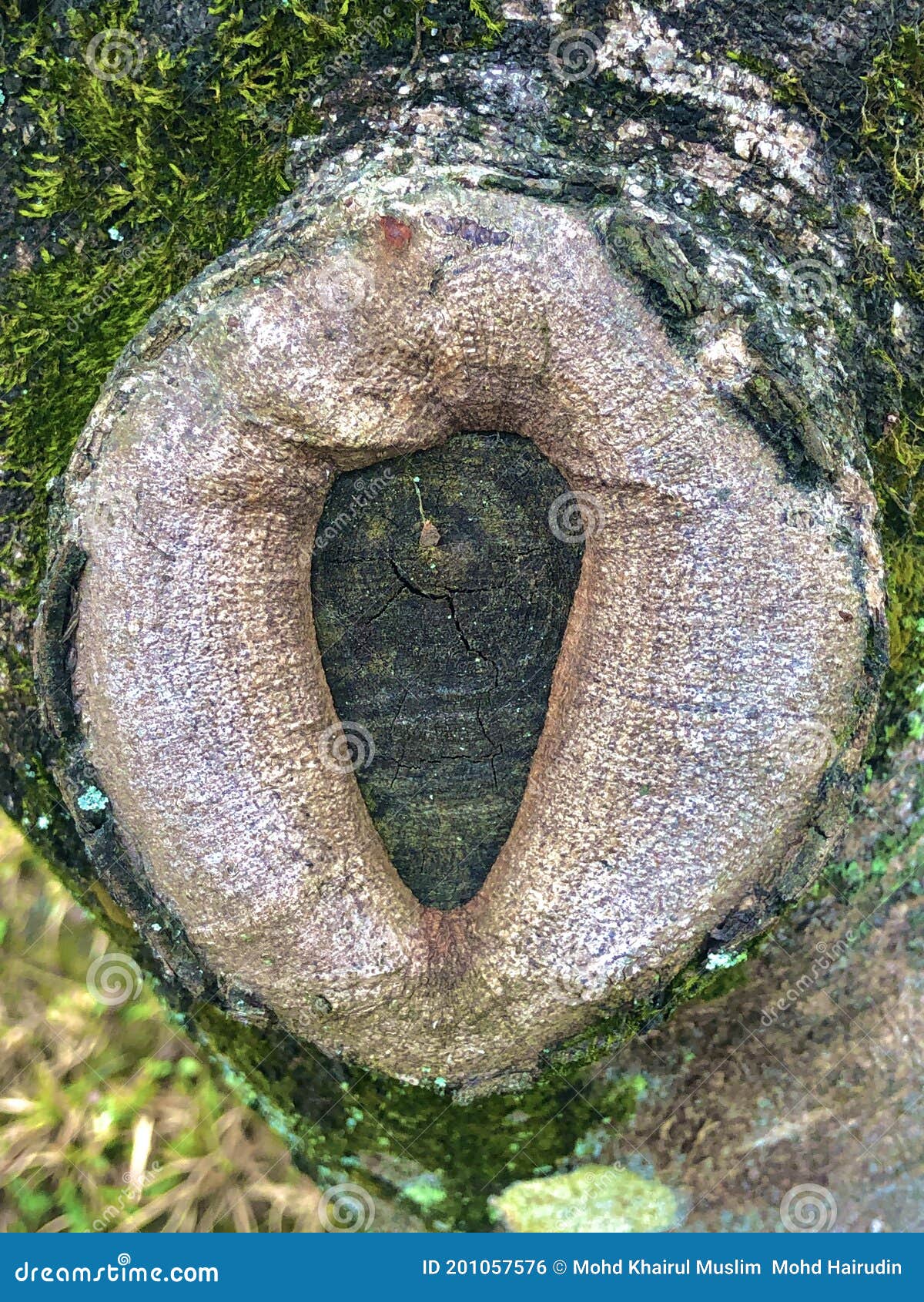 Big Tree Branch Collar Round Pattern Stock Photos - Free & Royalty-Free ...