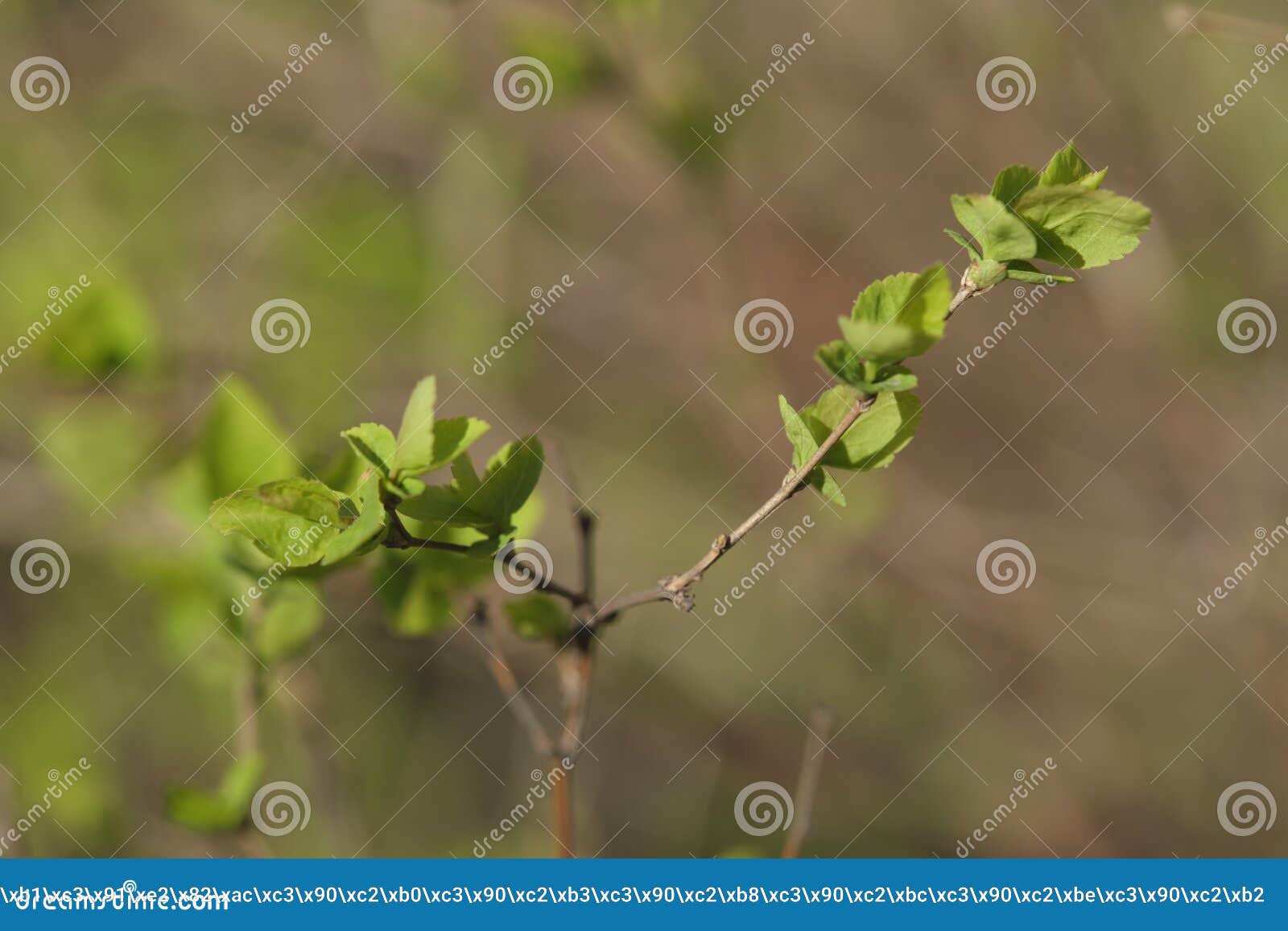 Almost tree on a branch stock photo. Image of arboreal - 178928906