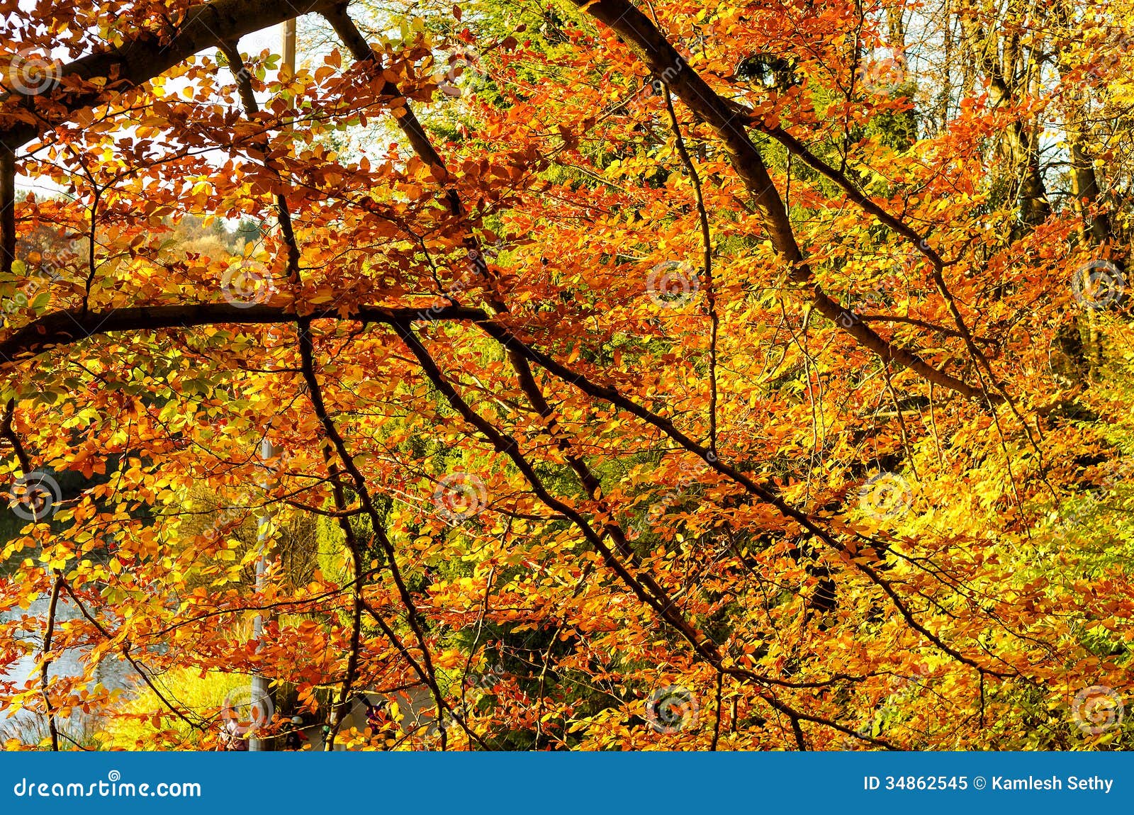 A tree branch stock image. Image of landscape, orange - 34862545