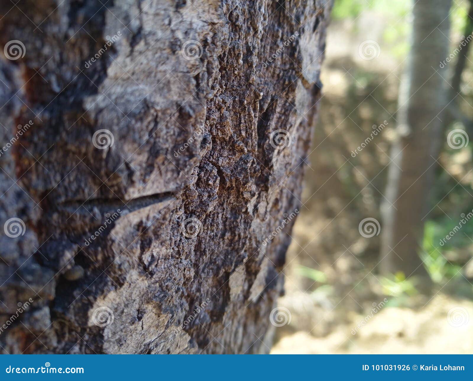 Tree branch with colours stock photo. Image of tree - 101031926