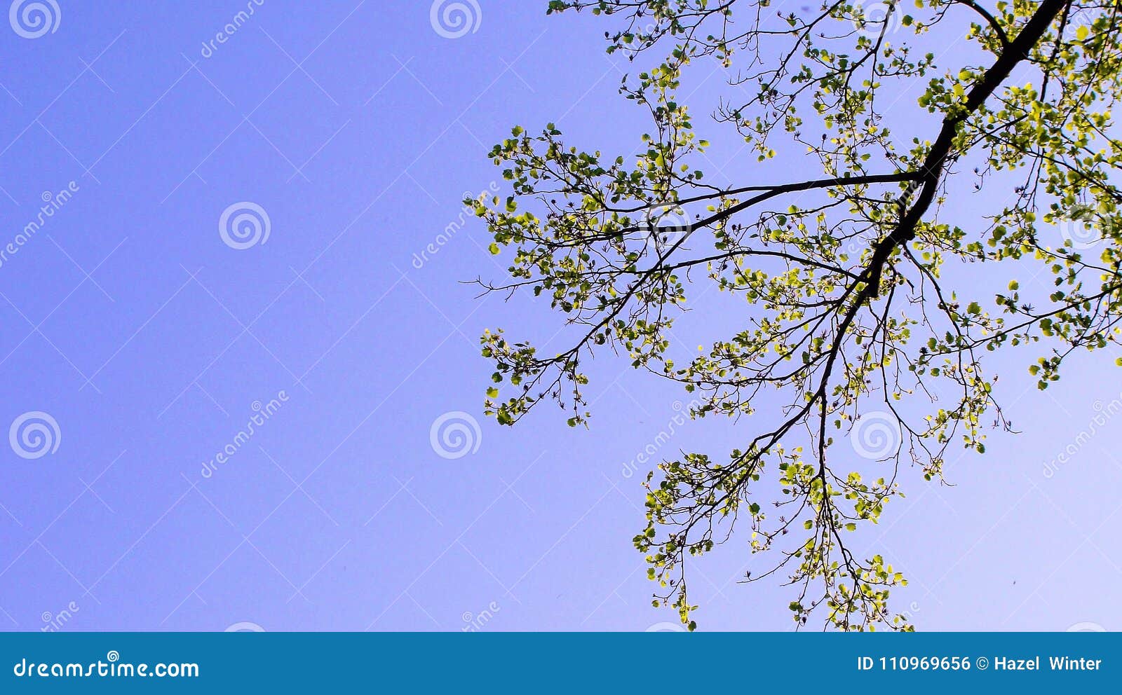 Tree Branch In Corner Background Royalty-Free Stock Image ...