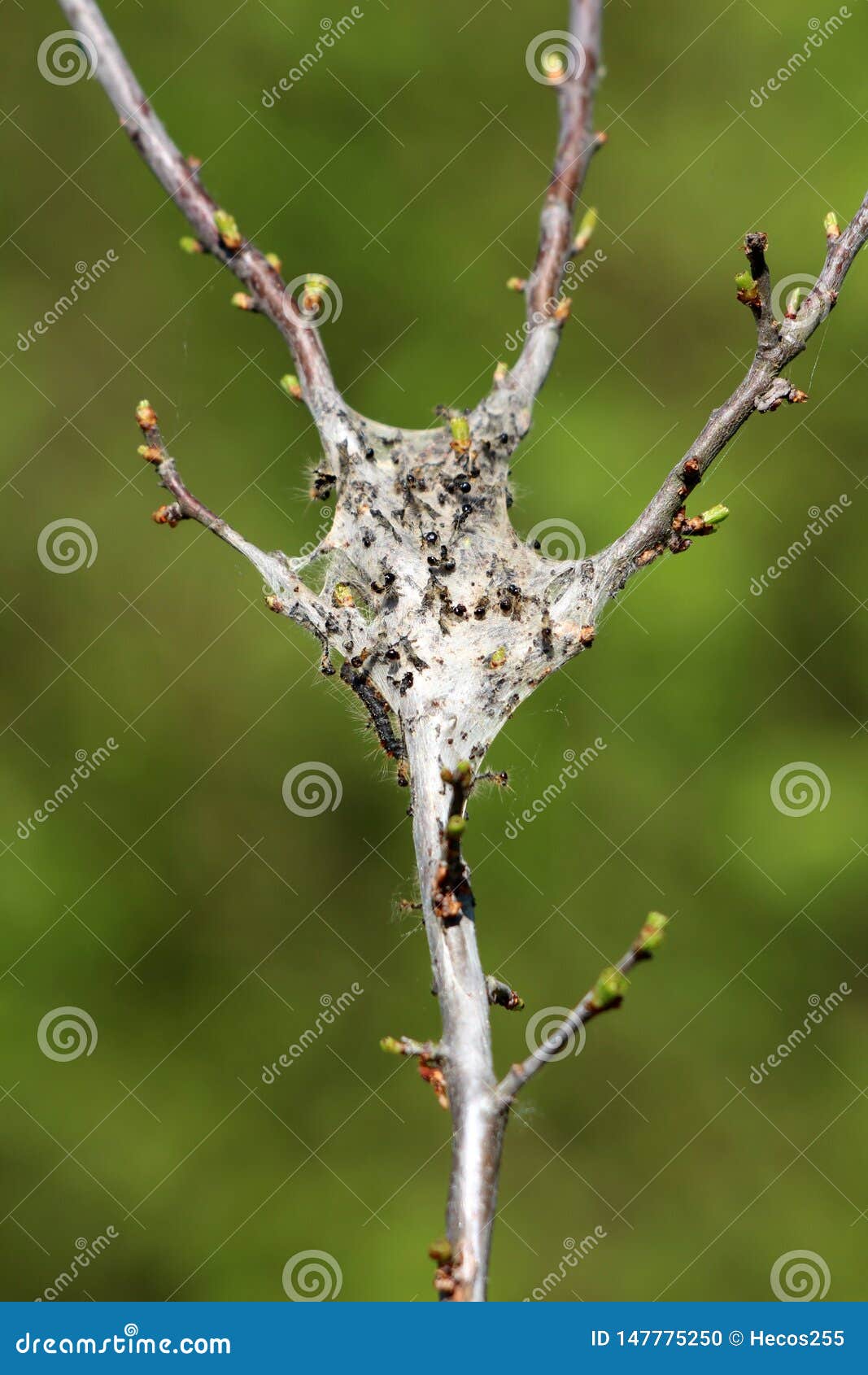 Tree Branch Covered with Dense Old Cobweb Full of Small Ants and ...