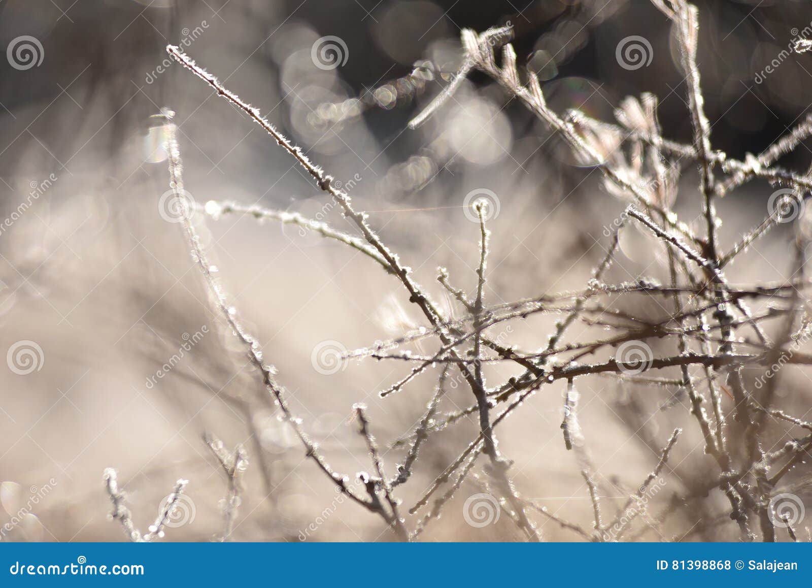 Tree Branch Covered with Hoarfrost Stock Photo - Image of beauty ...