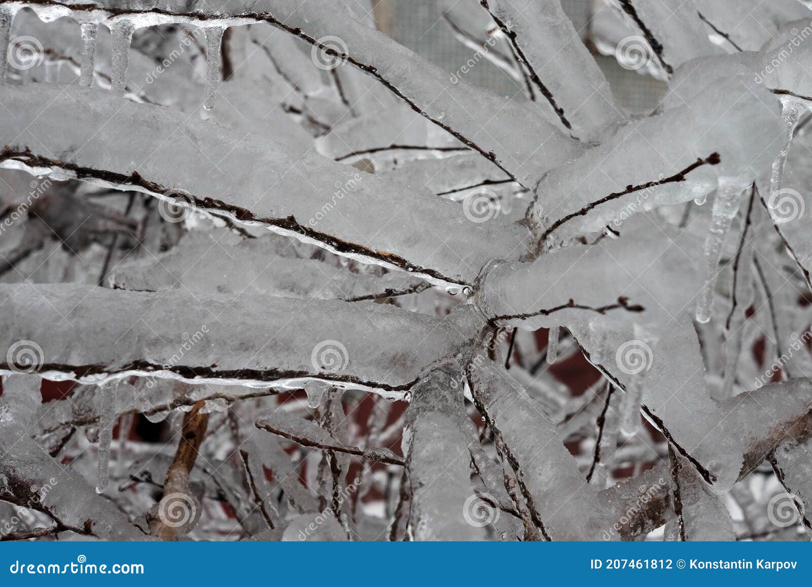 A Tree Branch Covered with Ice after a Winter Ice Storm Stock Photo ...