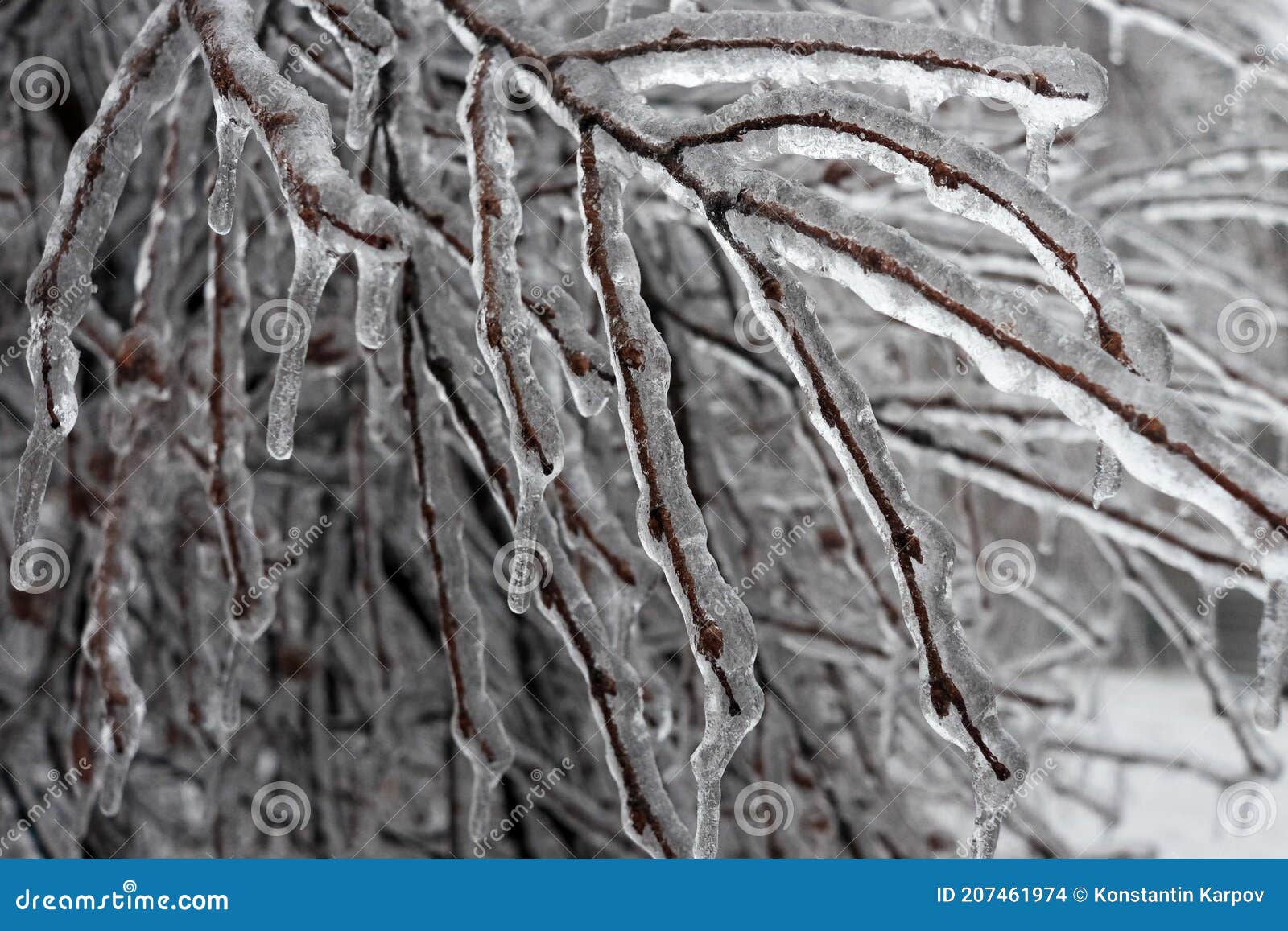 A Tree Branch Covered with Ice after a Winter Ice Storm Stock Photo ...