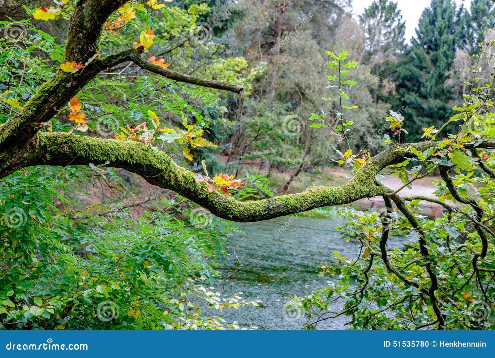 Tree Branch Covered with Moss Stock Photo - Image of nature, autumn ... Tree Branch Covered with Moss Stock Photo - Image of nature, autumn ...