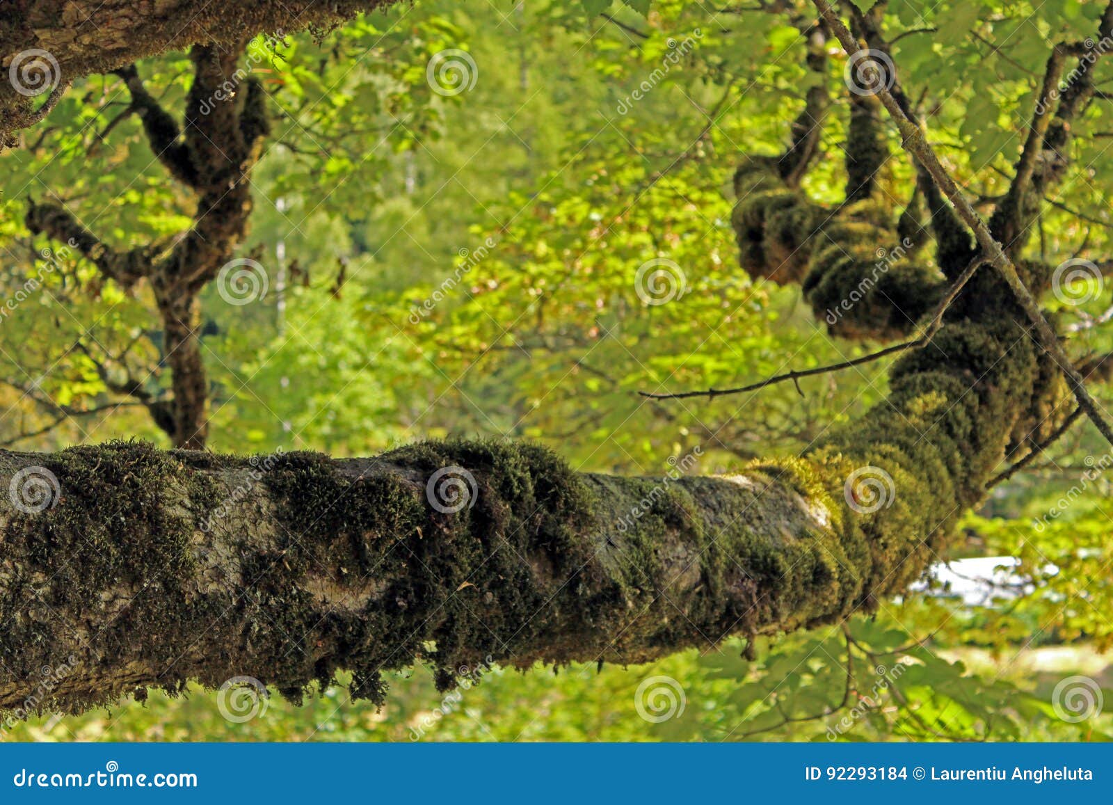 Tree Branch Covered in Moss Stock Photo - Image of forest, green: 92293184 Tree Branch Covered in Moss Stock Photo - Image of forest, green: 92293184