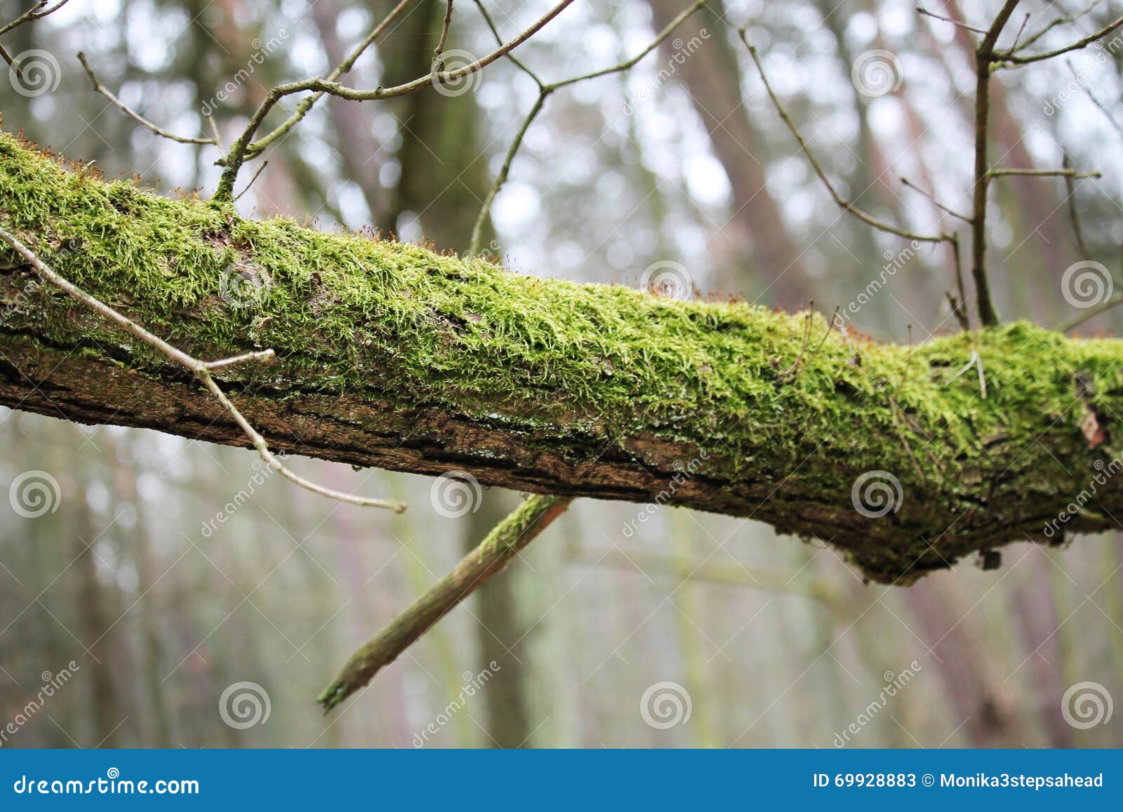 Tree Branch Covered with Moss Stock Image - Image of primary, forest ... Tree Branch Covered with Moss Stock Image - Image of primary, forest ...