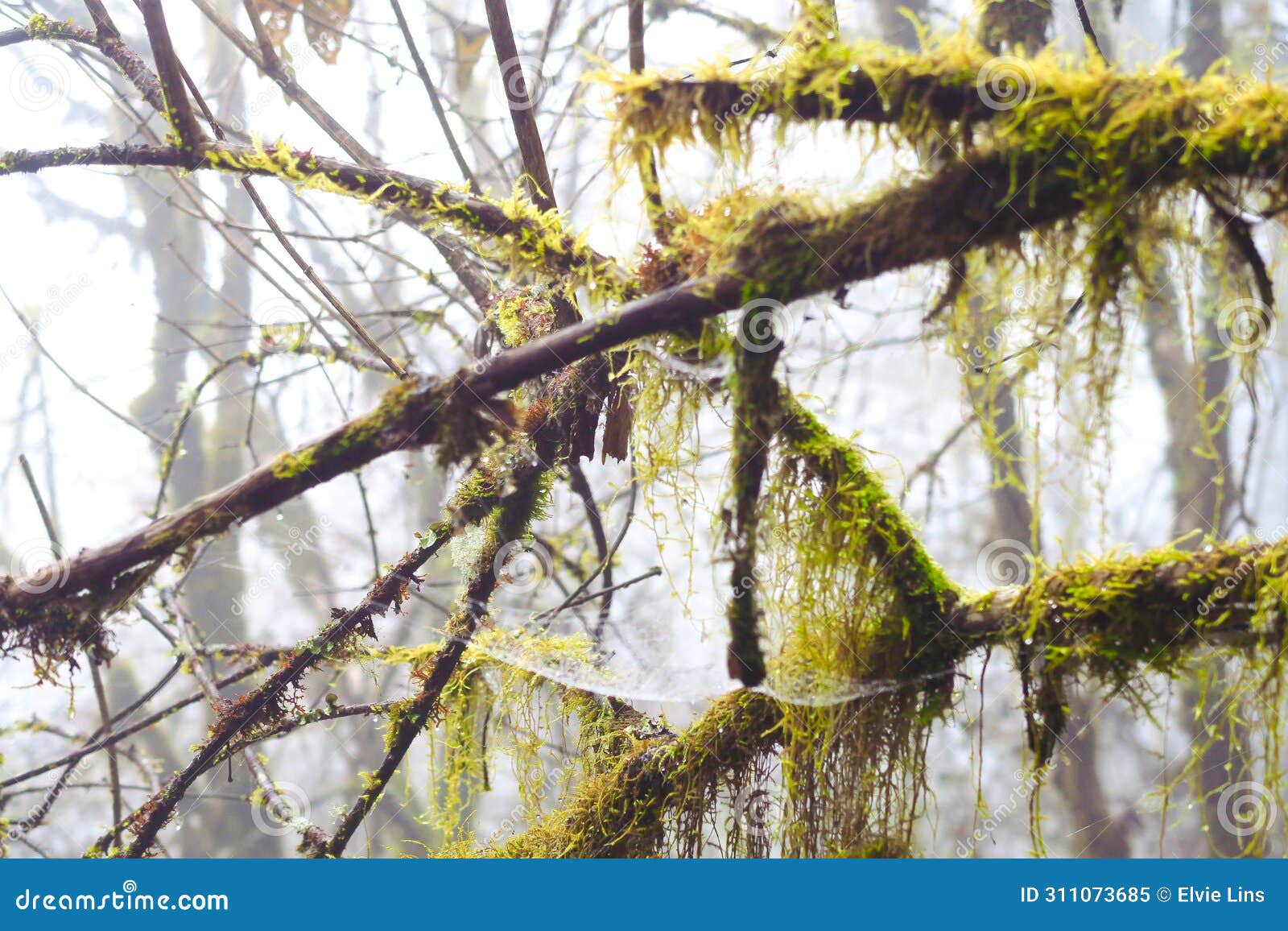 A Tree Branch Covered in Moss and Spider Webs Stock Image - Image of ...