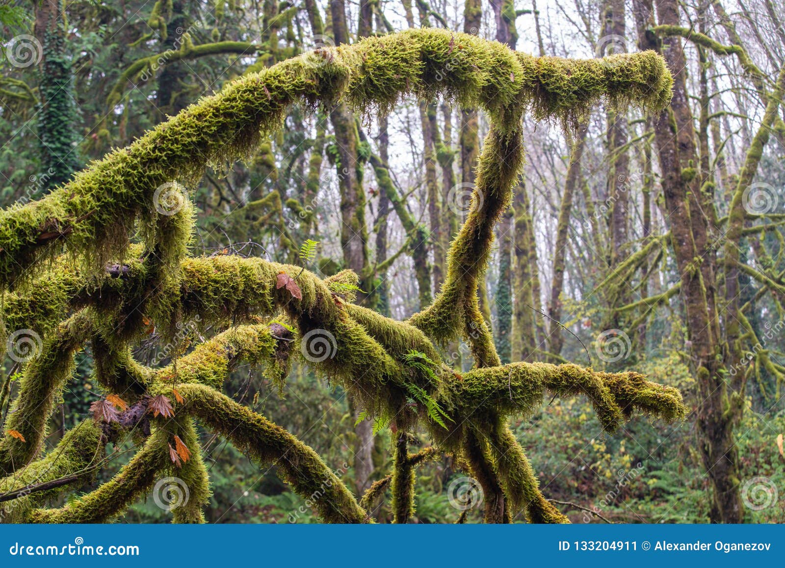 Tree Branch Covered in Moss Stock Image - Image of tree, foliage: 133204911