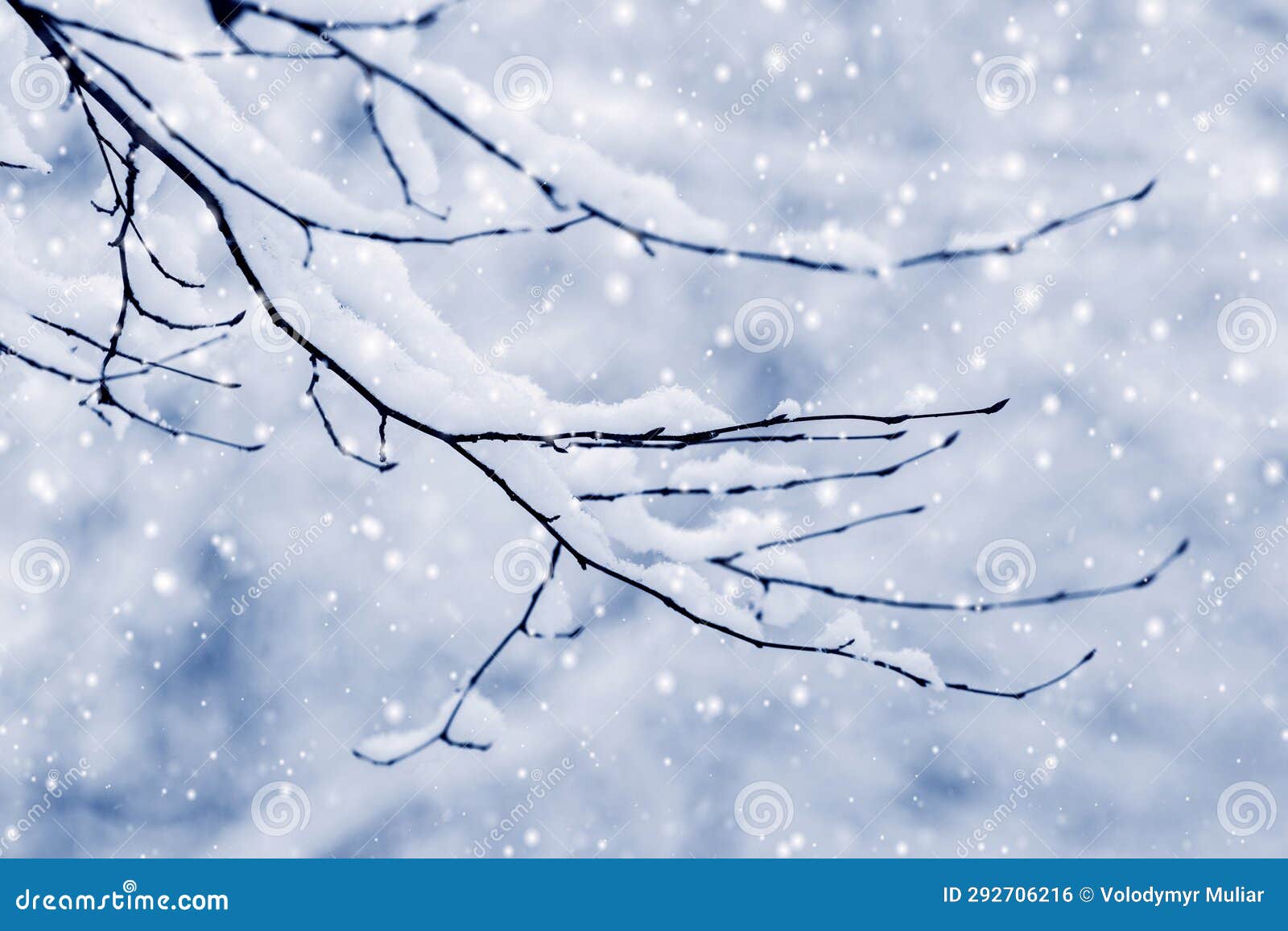 A Tree Branch Covered with Snow in the Forest during a Snowfall Stock ...