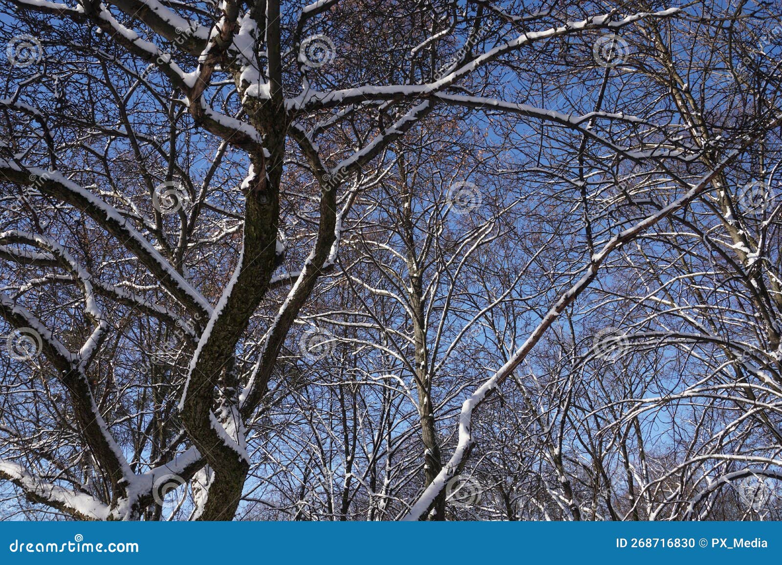 Tree Branch Covered with Snow in Winter Stock Photo - Image of forest ...
