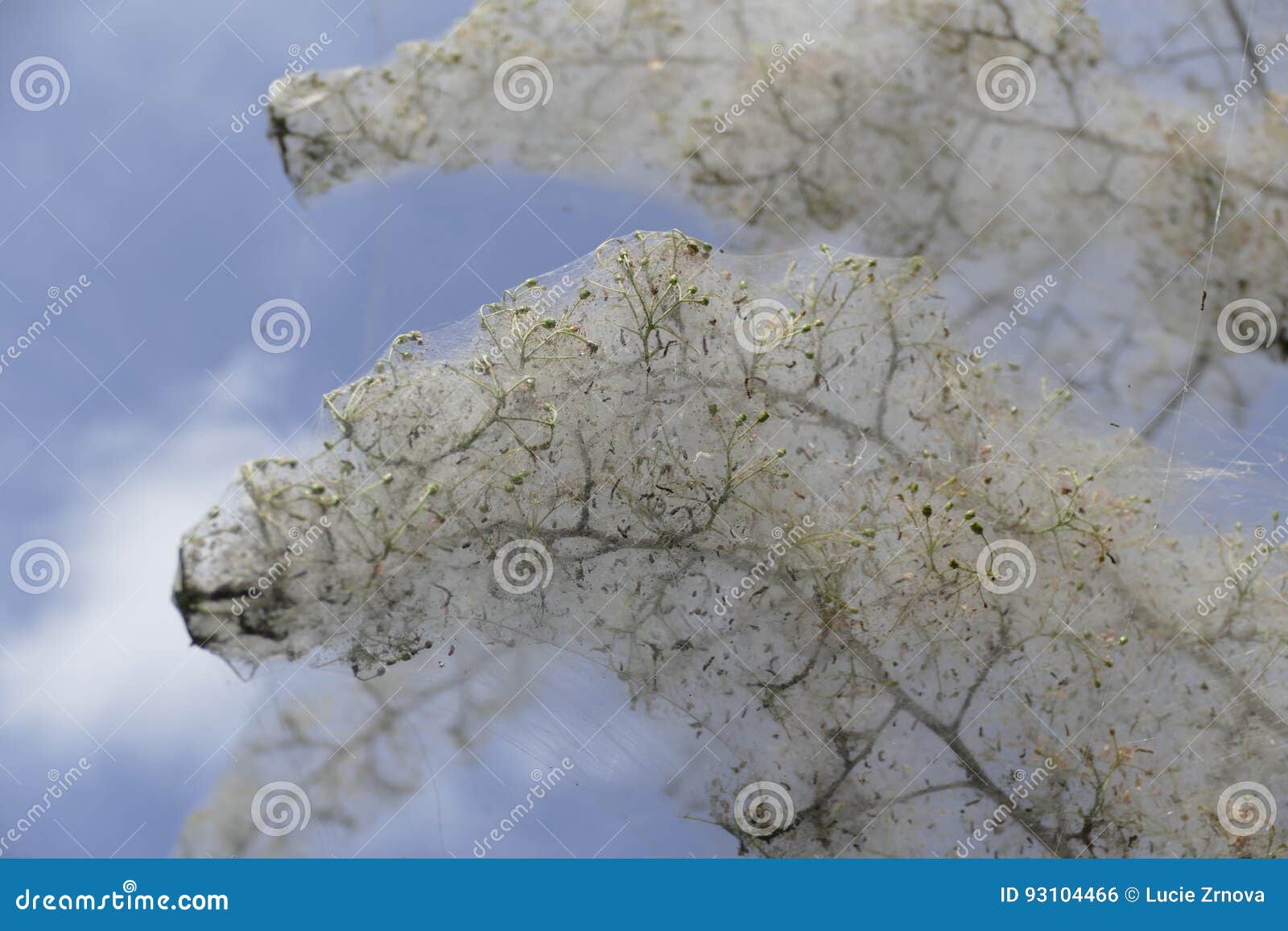 Tree Branch Covered with Spider Web Stock Photo - Image of nature ...