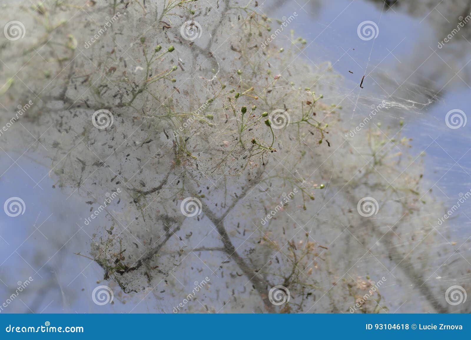 Tree Branch Covered with Spider Web Stock Photo - Image of branch ...