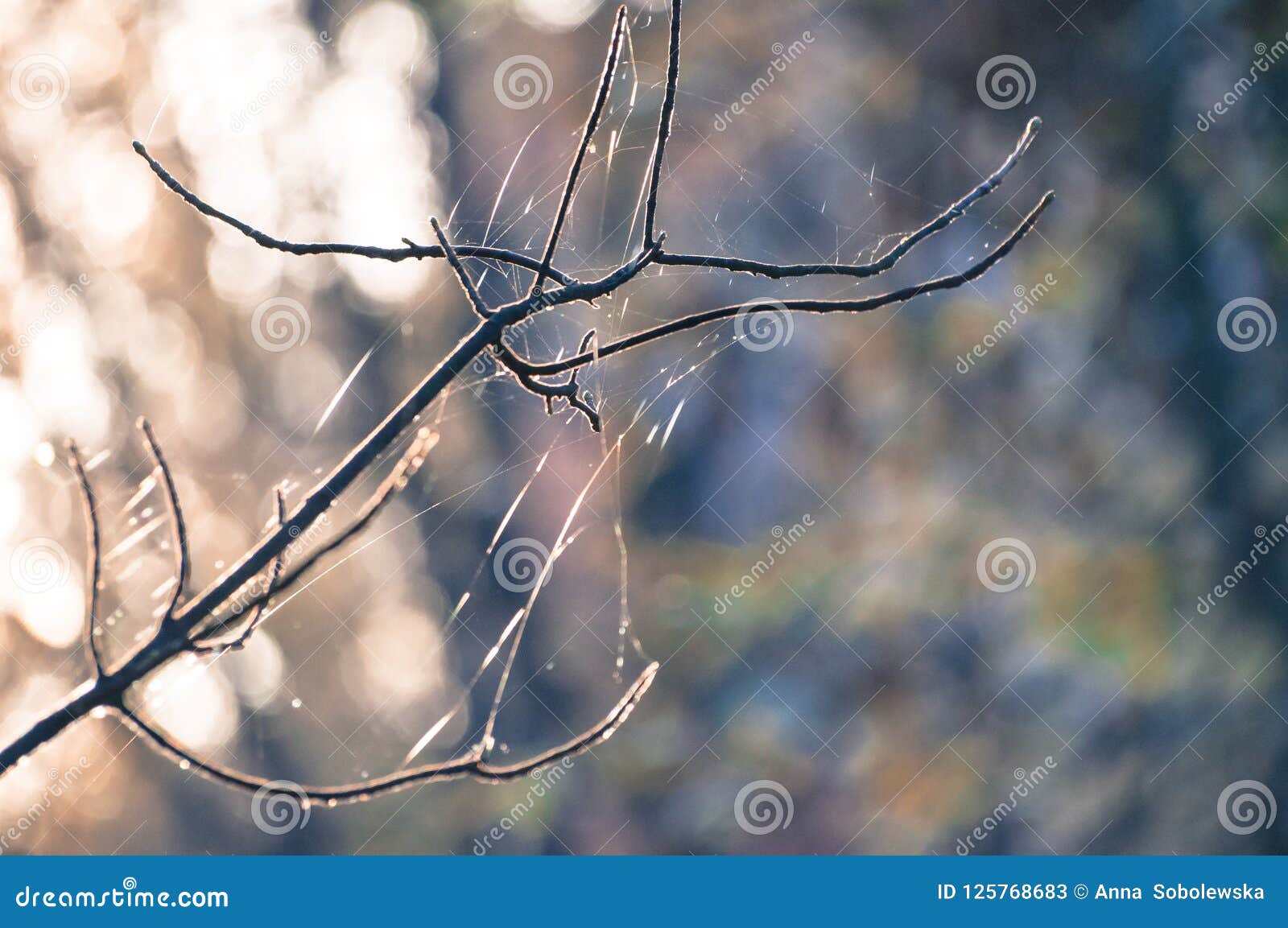Tree Branch Covered with Spider Web Stock Image - Image of insect, tree ...