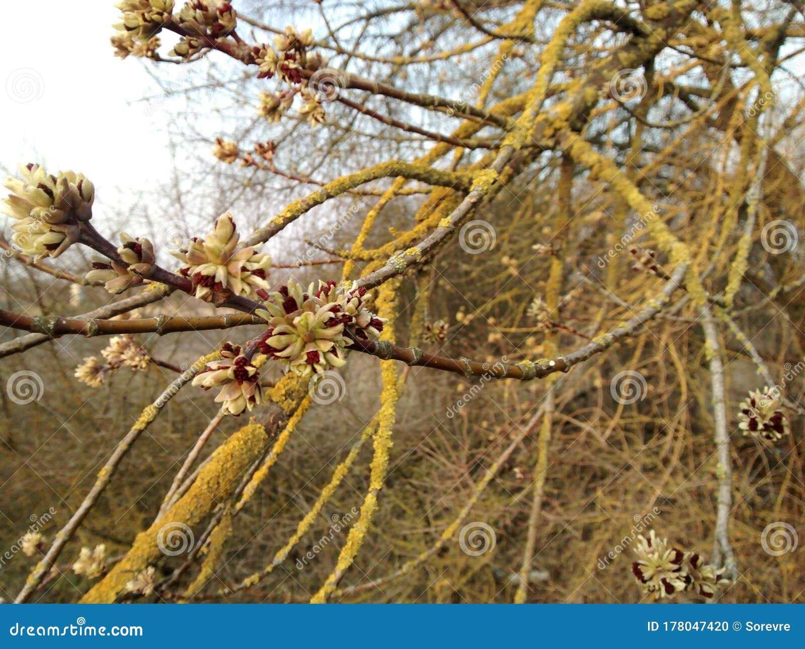 Tree Branch Covered Yellow Moss Blooming in Spring. Nature Background ...