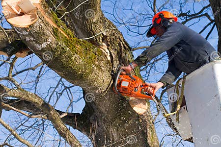 Tree branch cutting stock photo. Image of health, labour - 22187082