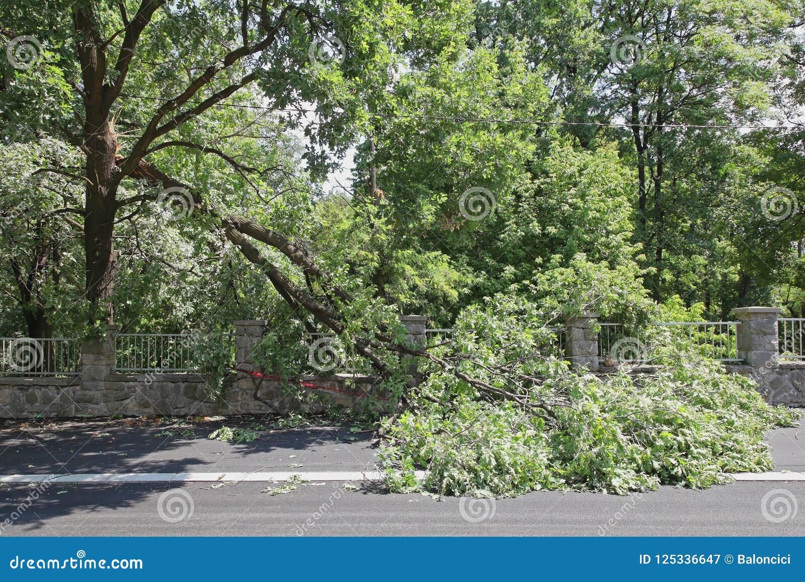Tree Branch Damage stock image. Image of weather, wind - 125336647