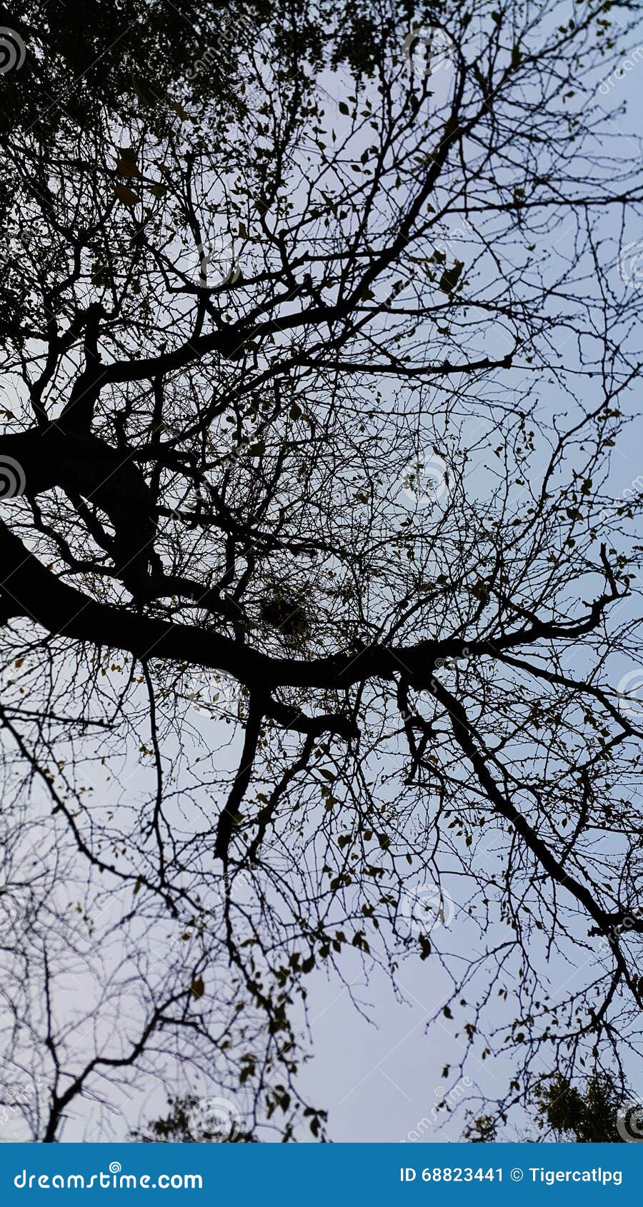 The Tree Branch in Dark Foreground Stock Image - Image of majestic ...