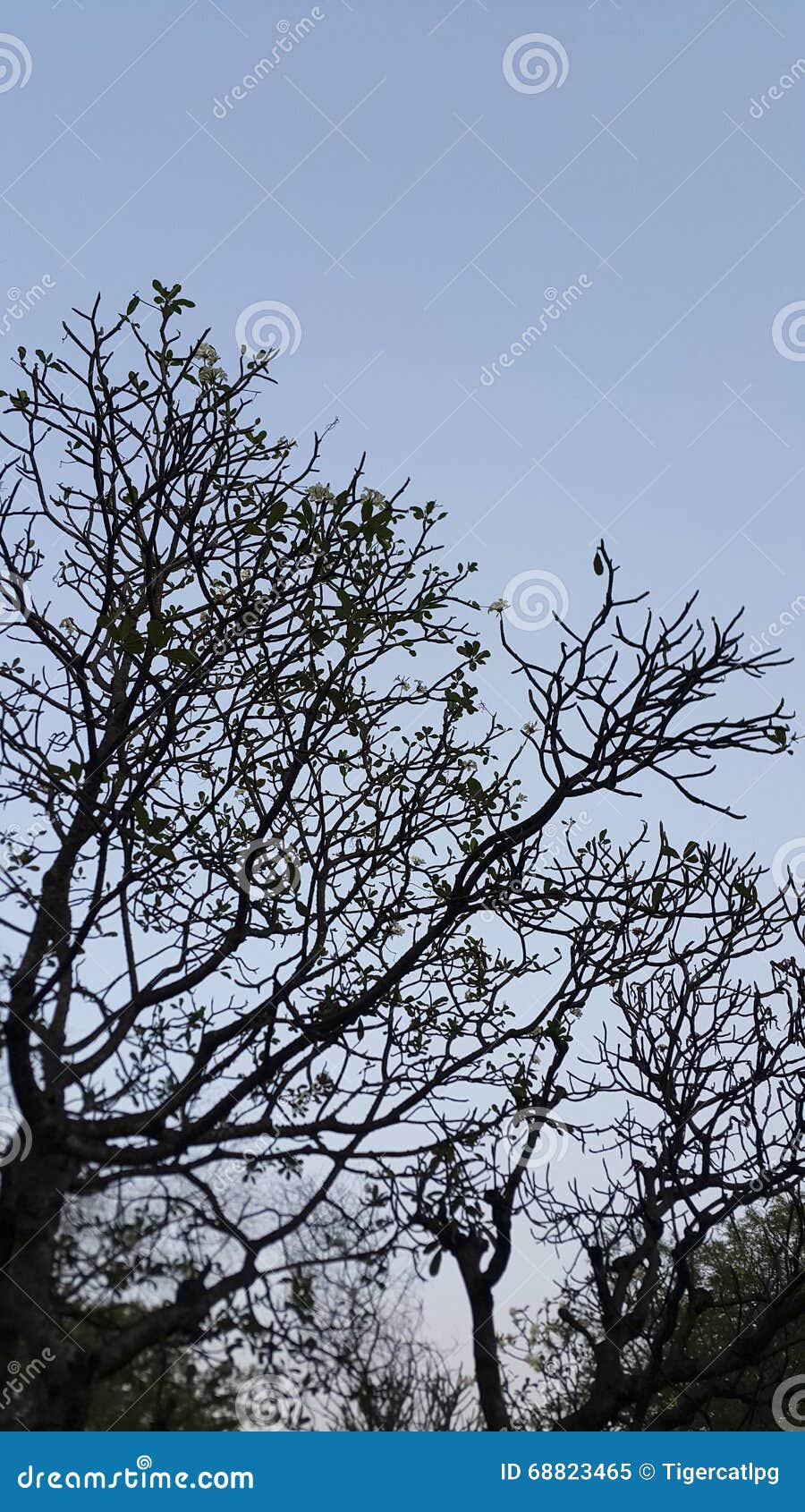 The Tree Branch in Dark Foreground Stock Image - Image of forest, green ...
