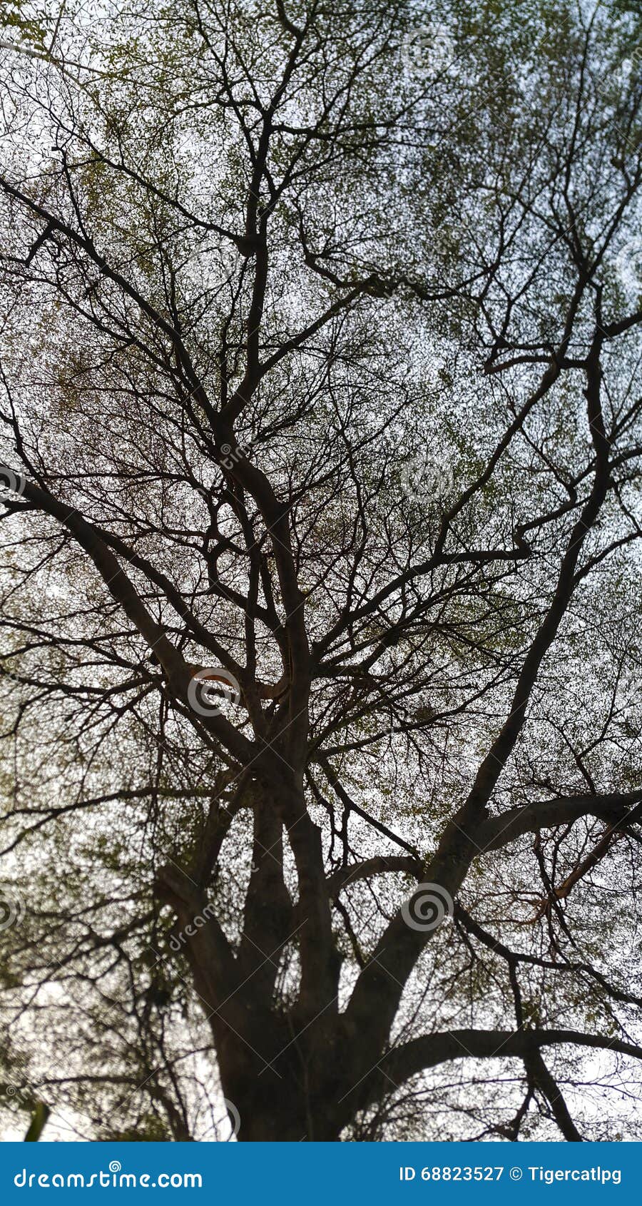The Tree Branch in Dark Foreground Stock Image - Image of cover, lonely ...