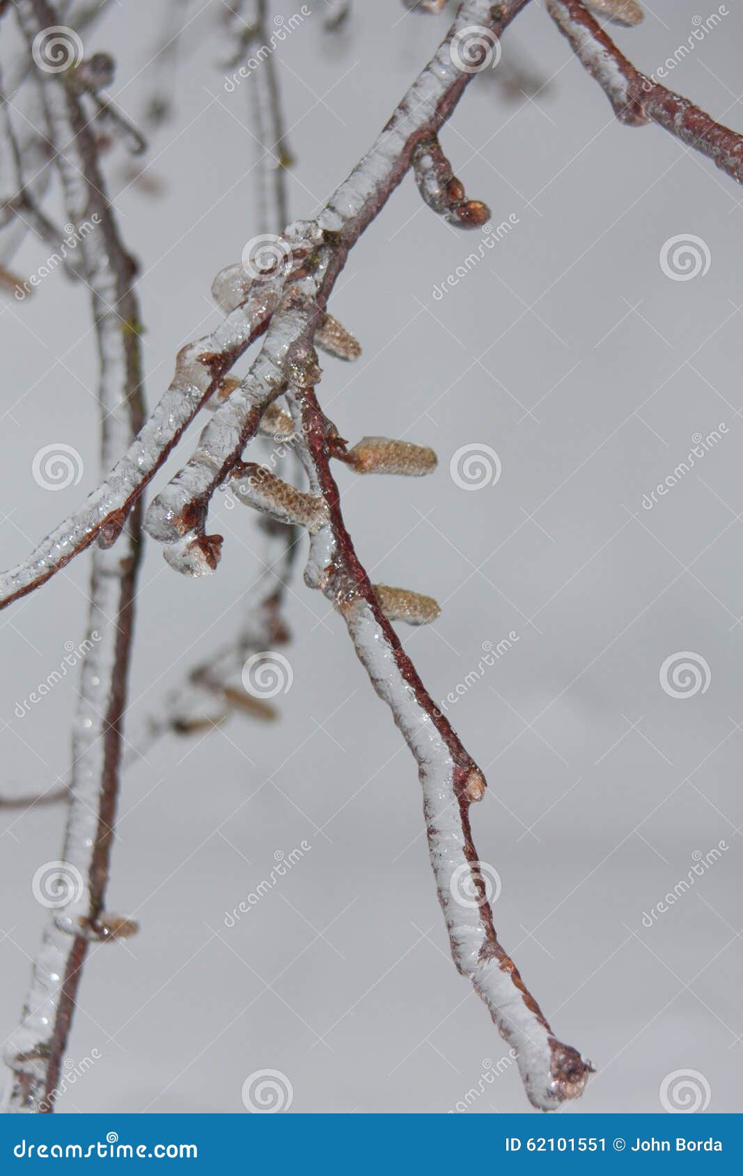 Tree Branch after a Deep Freeze Stock Image - Image of beautiful ...