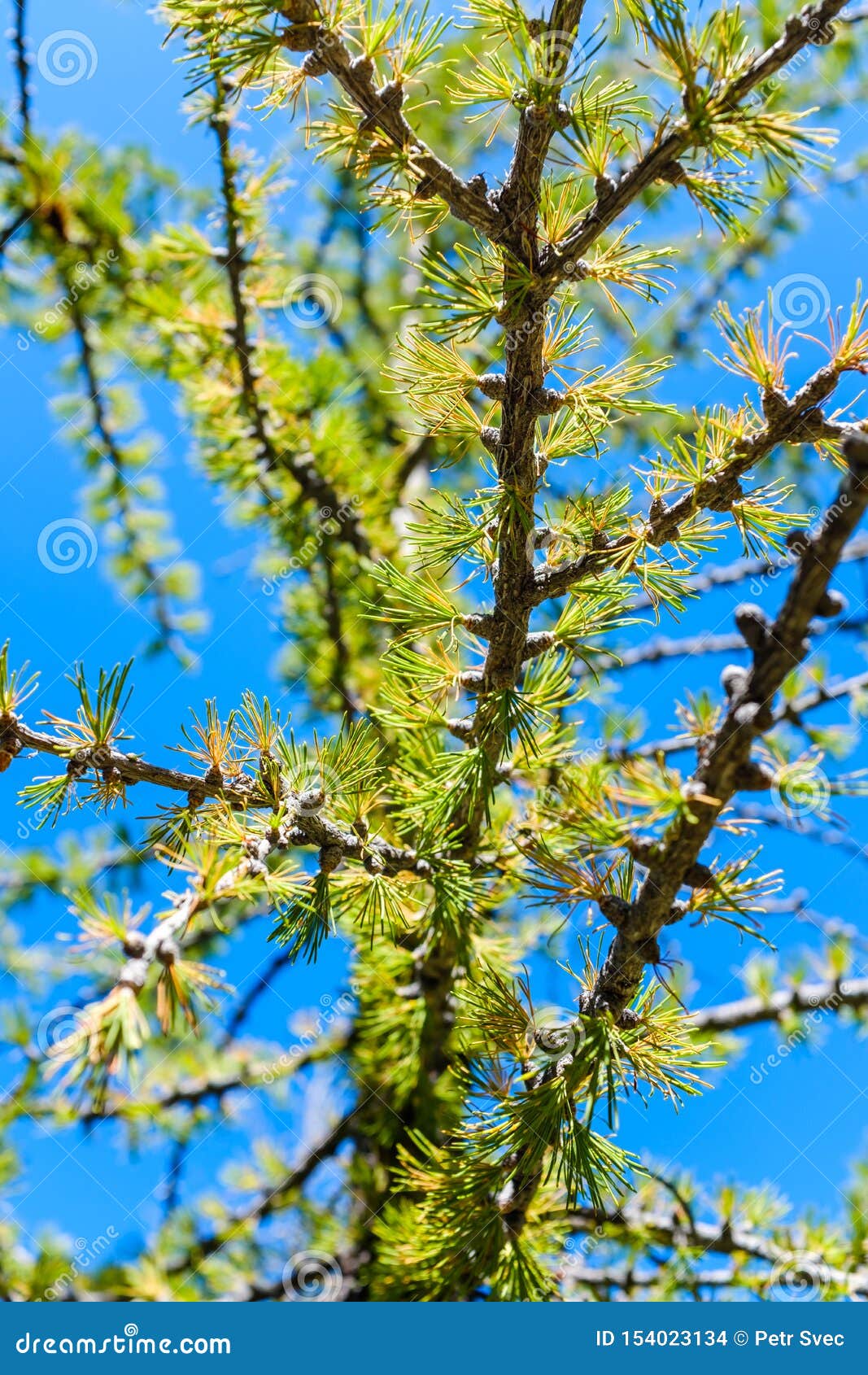 Tree branch detail stock photo. Image of detail, branch - 154023134