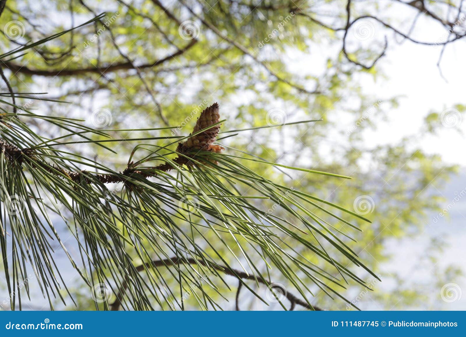 Tree, Branch, Ecosystem, Vegetation Picture. Image: 111487745