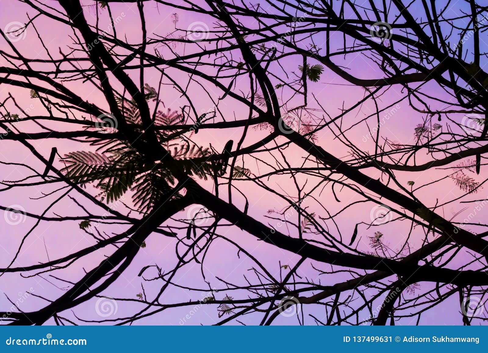 Tree Branch on Evening Sky Background Stock Image - Image of leaf ...