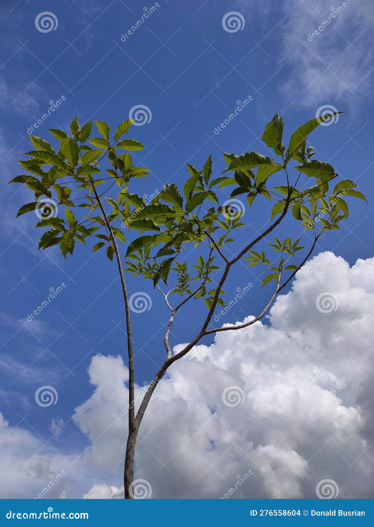 Tree Branch with Few Leaves and Beautiful Blue Sky Stock Photo - Image ...