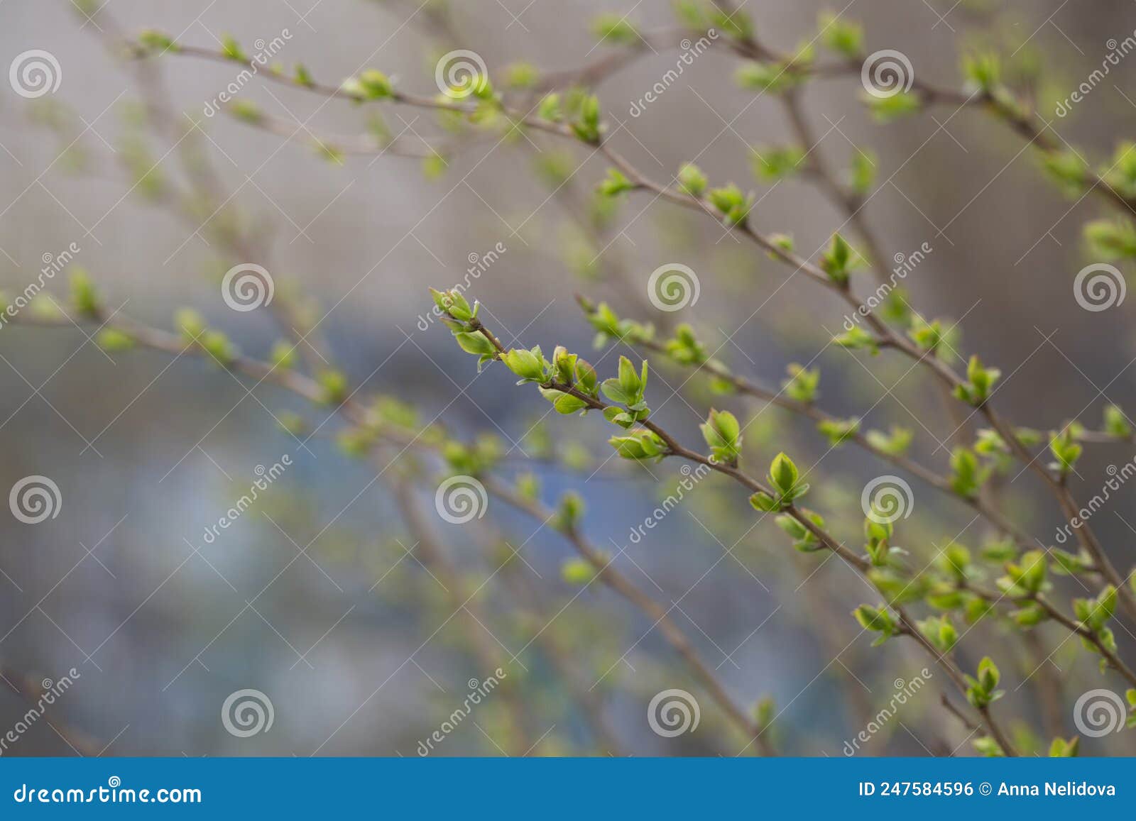 Tree Branch, the First Leave in Spring. Buds in the Trees Bloom on a ...