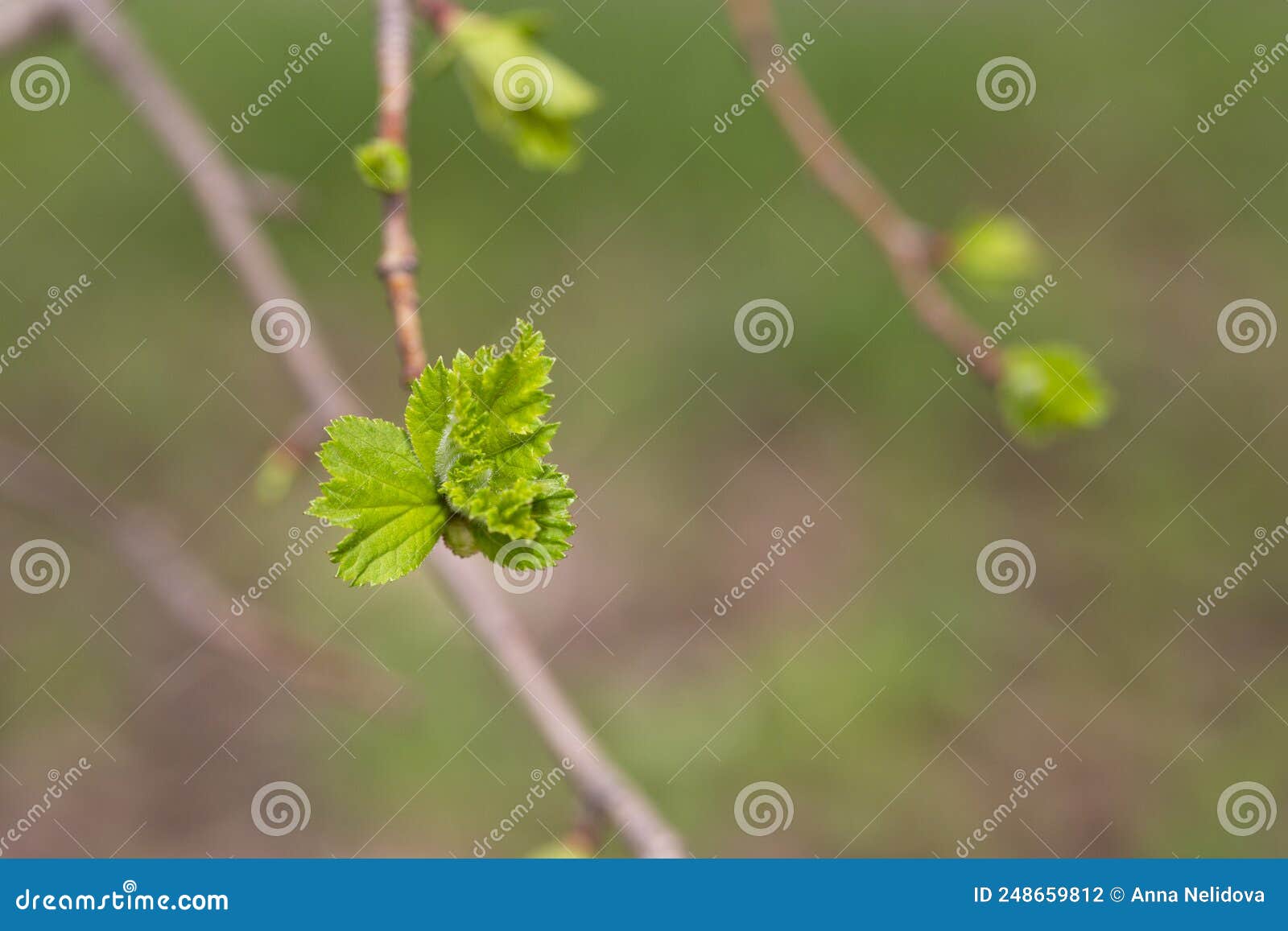 Tree Branch, the First Leave in Spring. Buds in the Trees Bloom on a ...