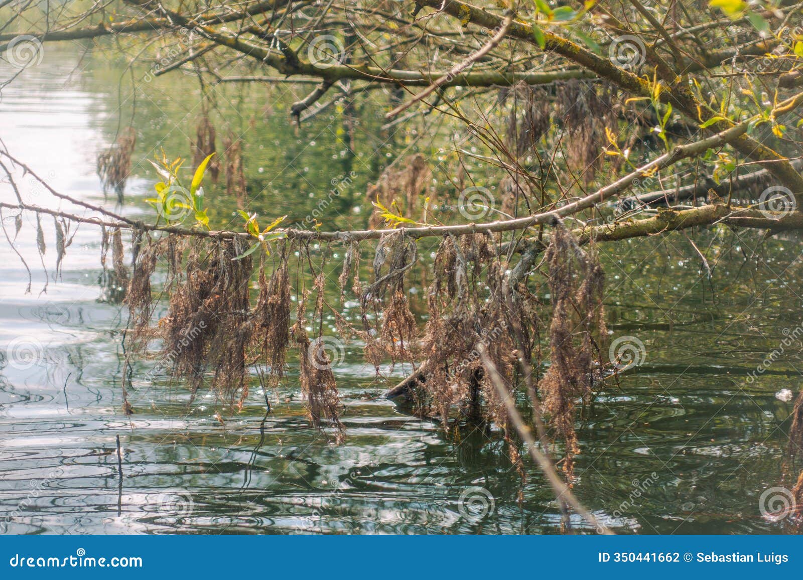 A Tree Branch is Floating in a Body of Water Stock Photo - Image of ...