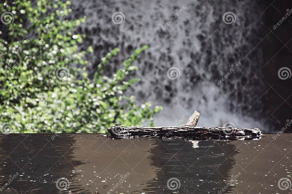 Tree Branch Floating by Waterfall Stock Image - Image of soil, pond ...