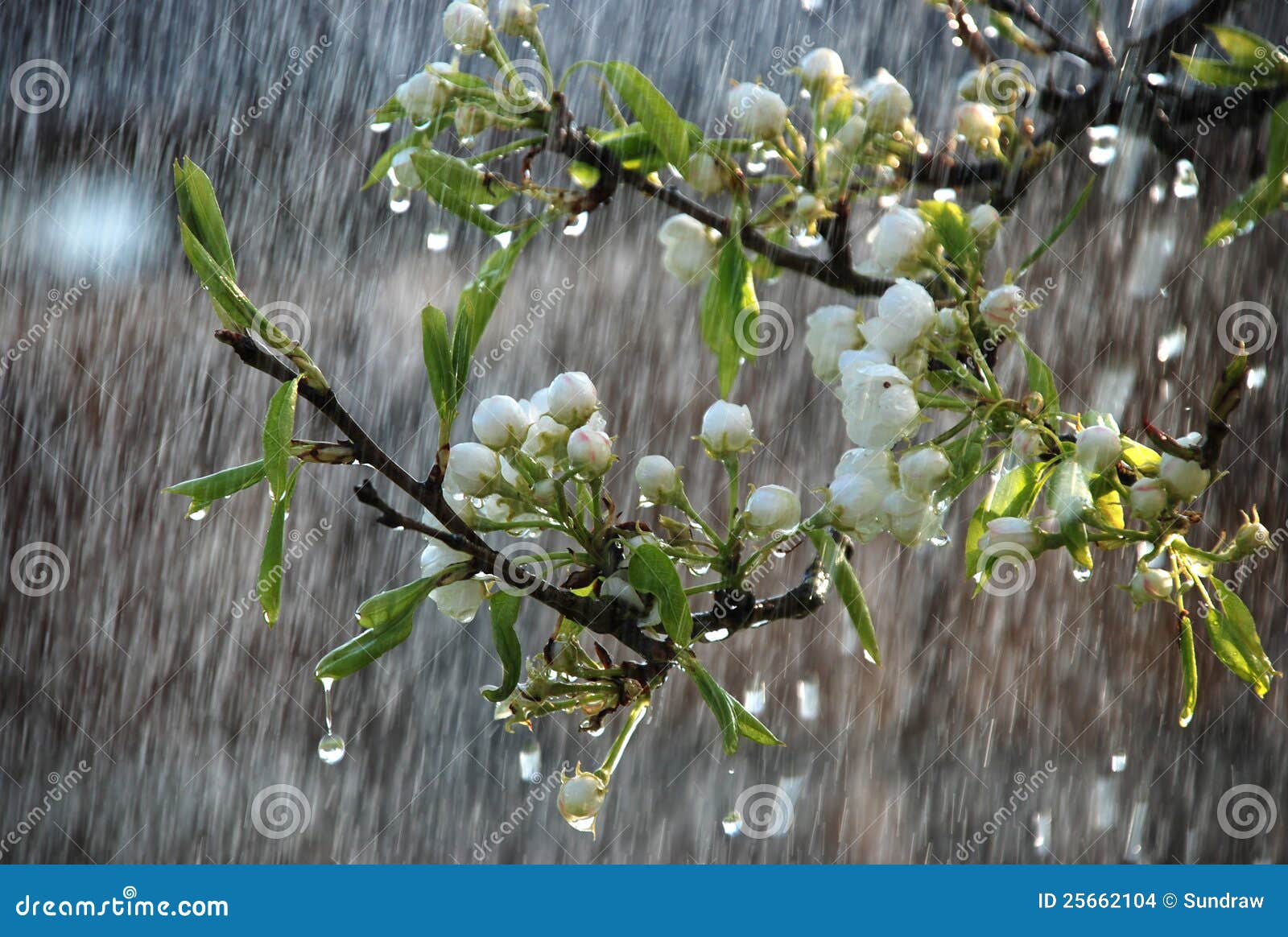 A Tree Branch with Flowers in the Rain Stock Photo - Image of rain ...