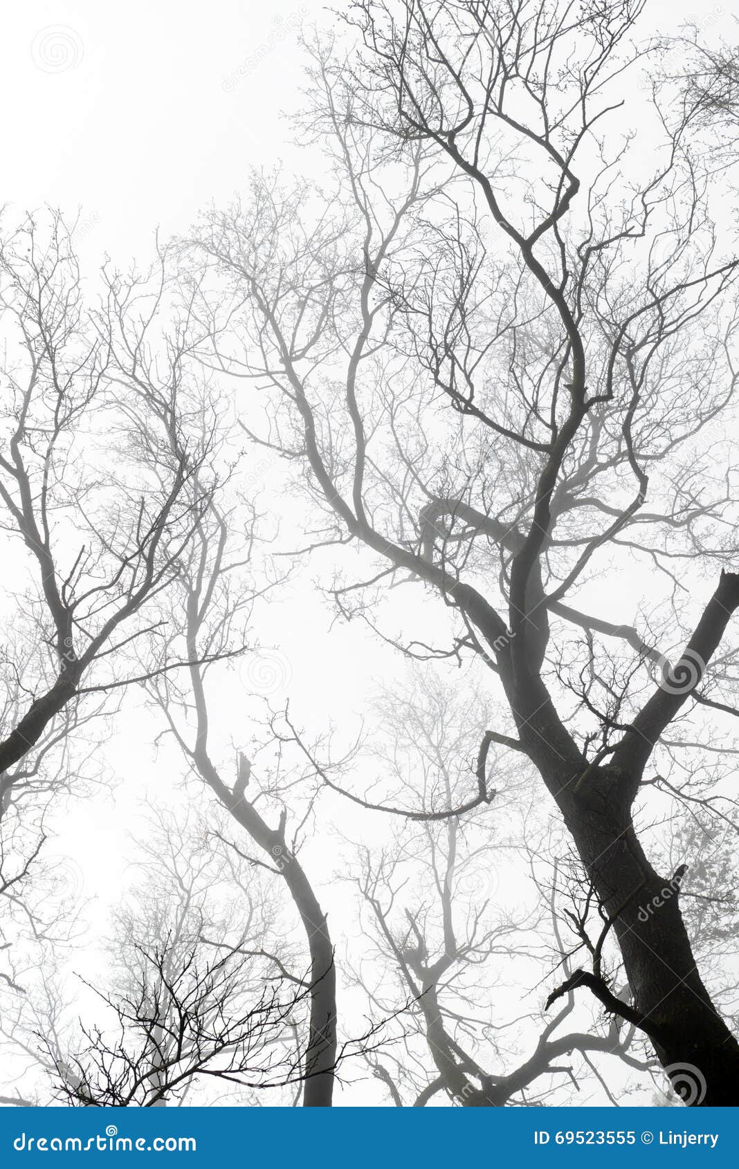 Tree branch in fog forest stock image. Image of dead - 69523555