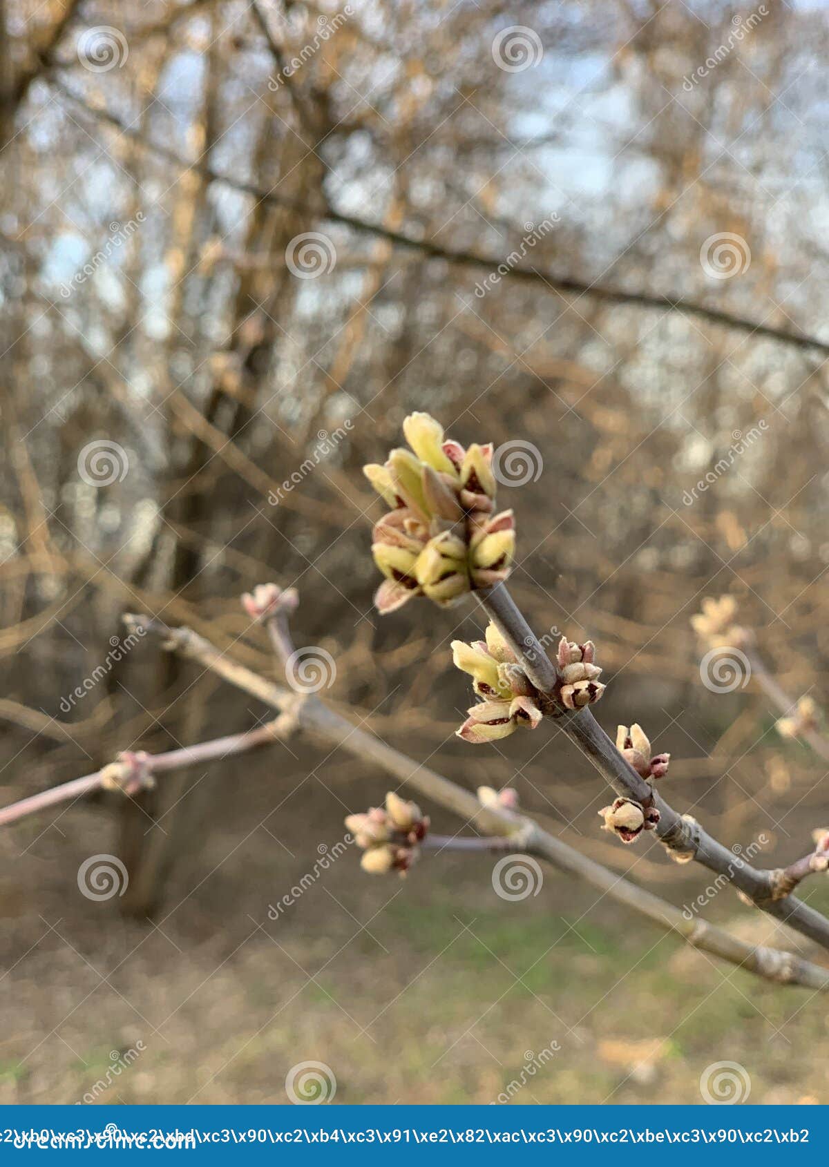 Tree Branch in the Foreground Stock Image - Image of tree, branches ...