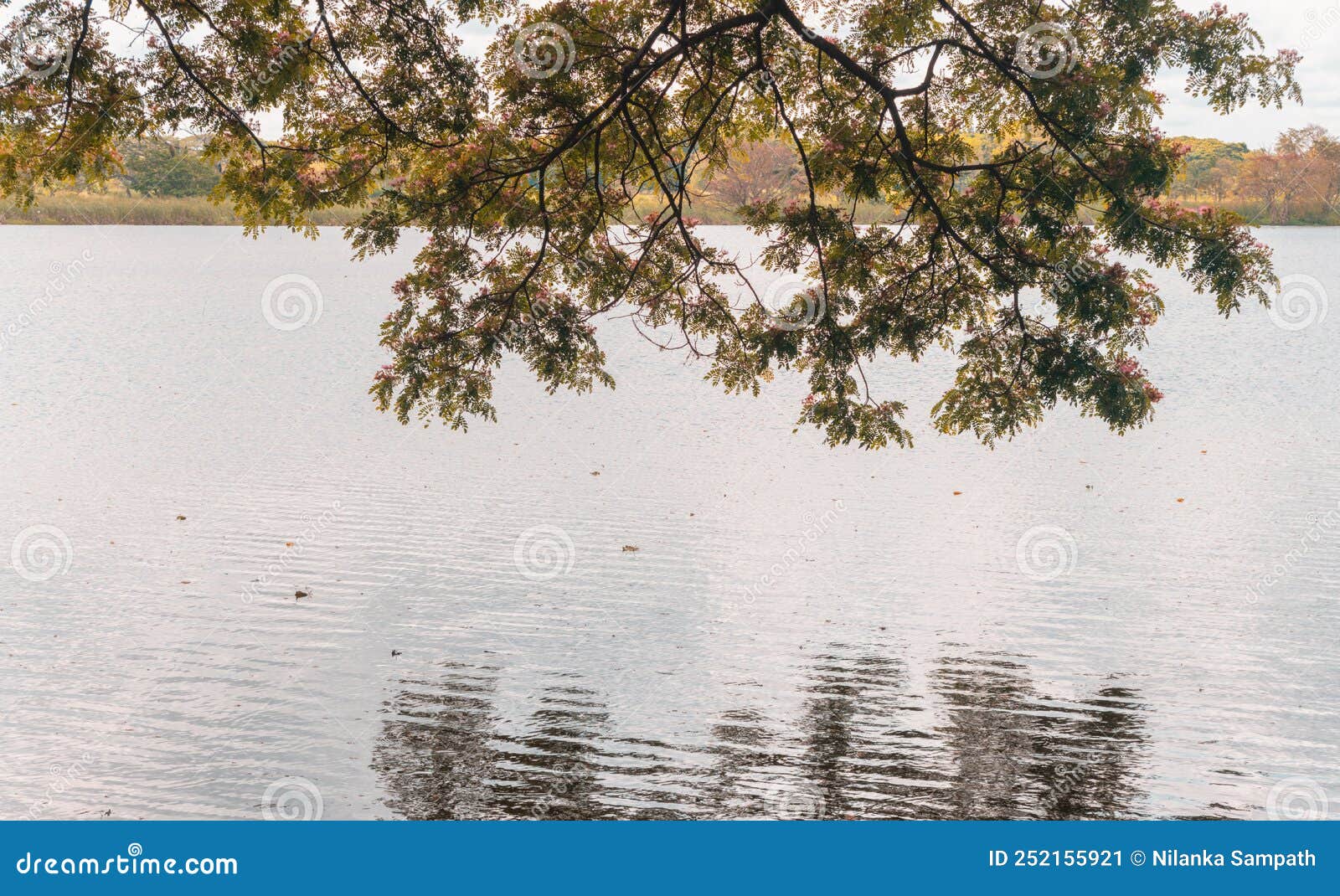Tree Branch in the Foreground, Lake Landscape Photograph Stock Image ...