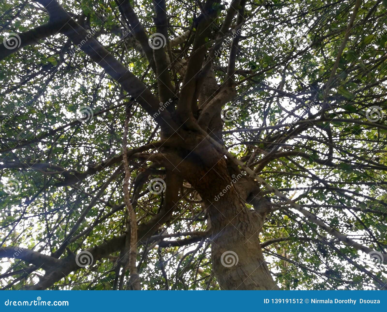 A Tree Branch in the Forest Stock Photo - Image of trunk, park: 139191512