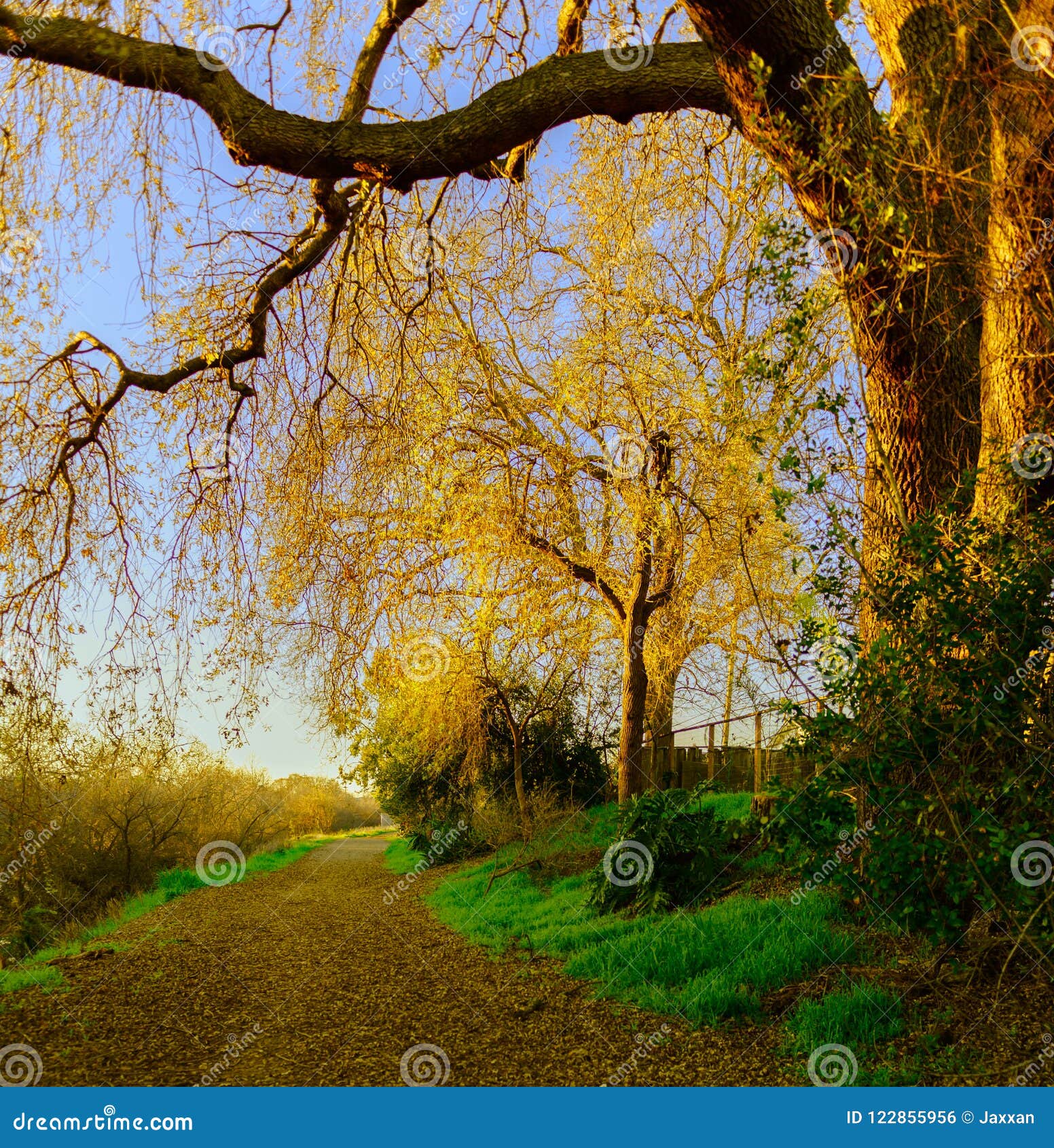 Pathway With Tree Royalty-Free Stock Image | CartoonDealer.com #122855956