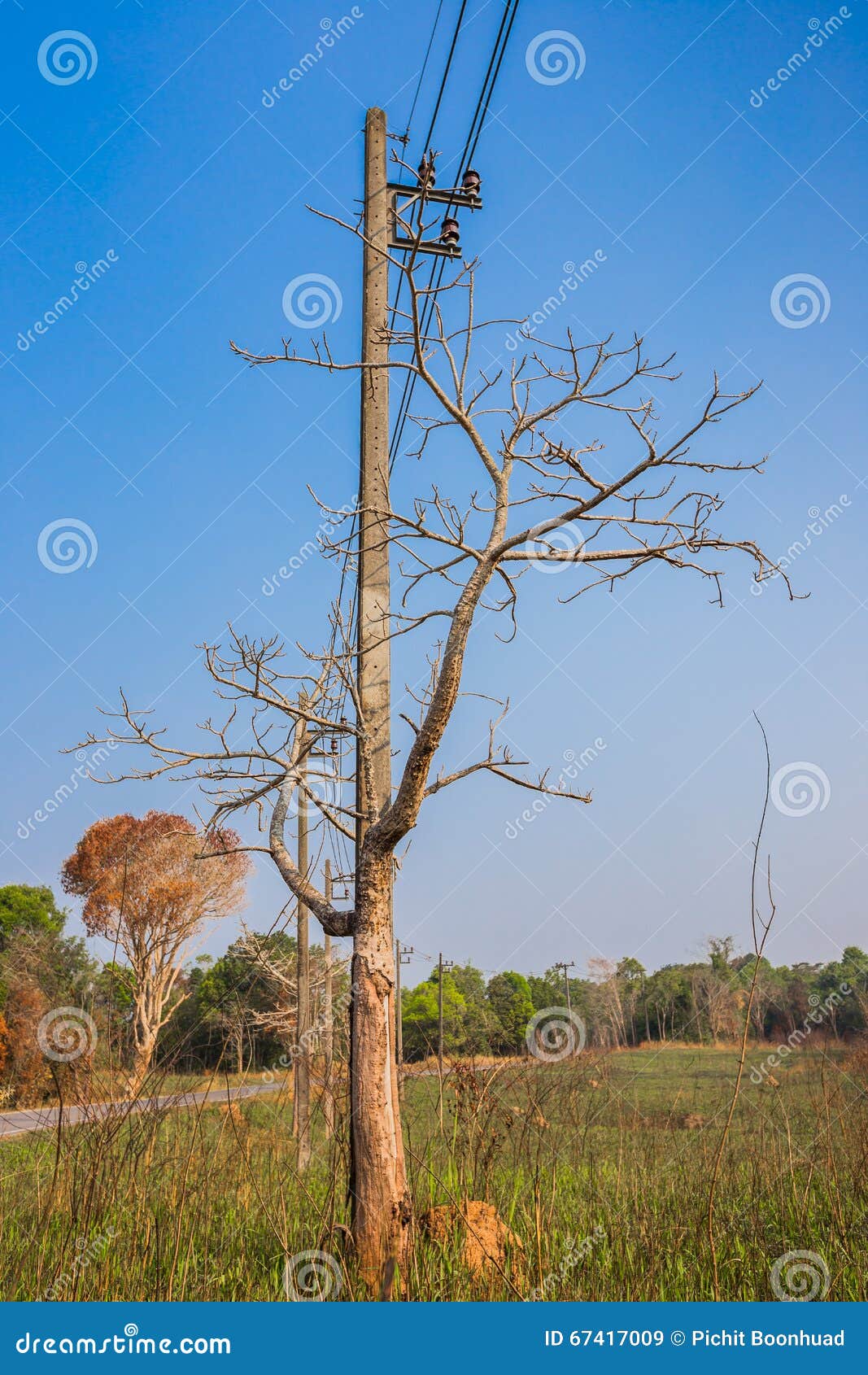 Tree Branch in Front of Electrical Transmission Line. Stock Image ...
