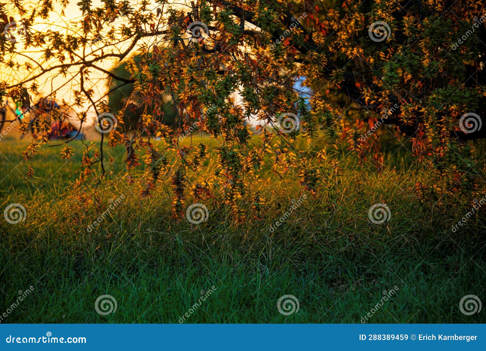 Tree Branch Backlit in Summer Stock Image - Image of botany, leaf ...