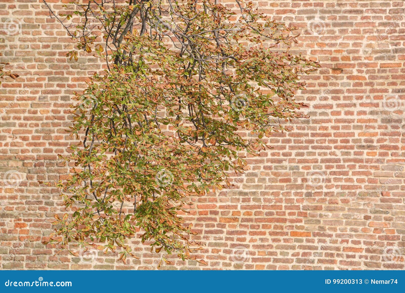 Tree Branch in Front of Old Brick Wall Stock Image - Image of surface ...