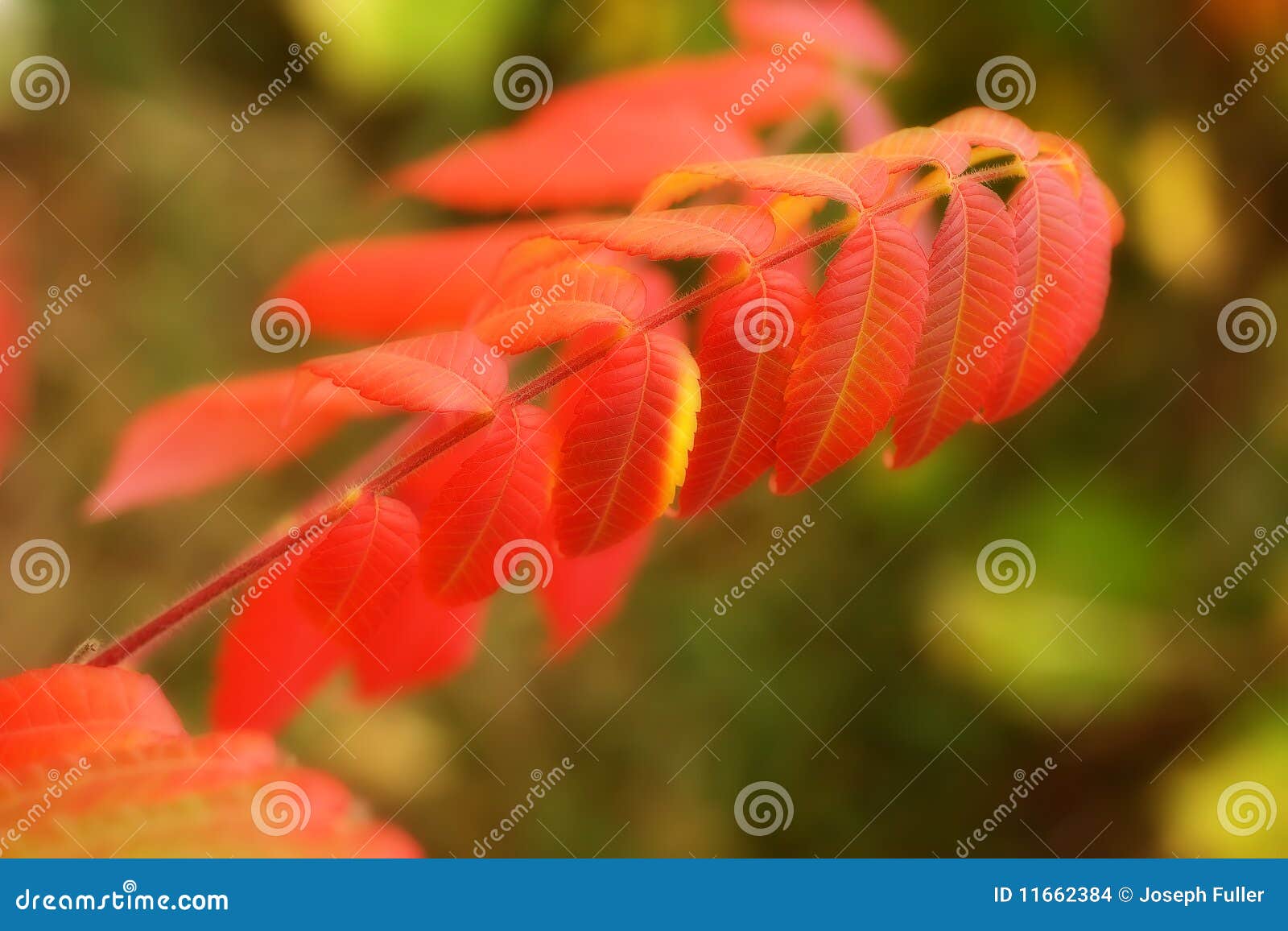 Tree Branch in Full Fall Colors. Stock Photo - Image of macro, fall ...