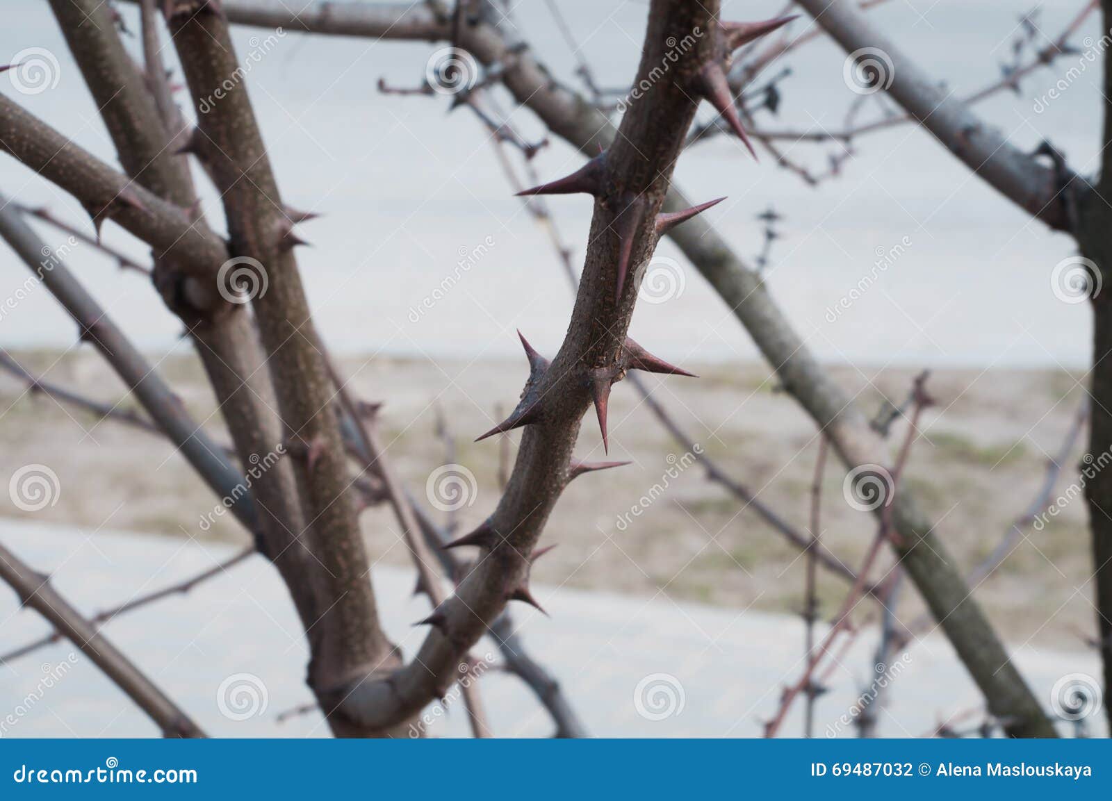 Sharp Menacing Thorns On A Thick Stem Caught Pierced Cut Tear Rip Prick ...