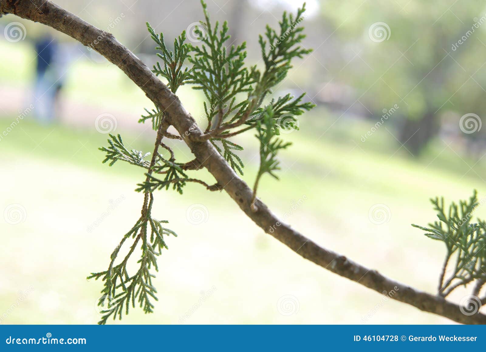 Tree branch stock photo. Image of fuzzy, background, plants - 46104728