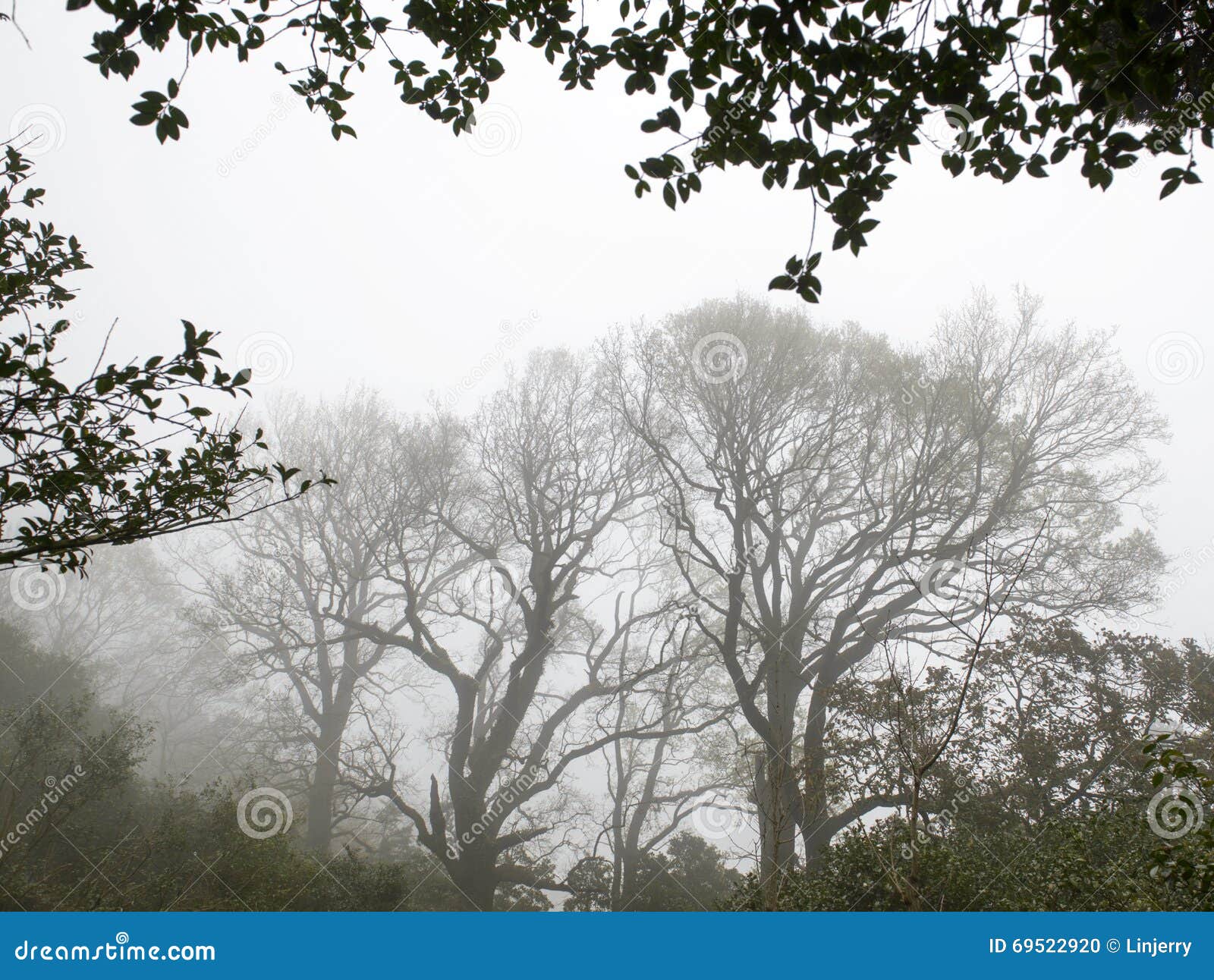 Tree branch in garden stock photo. Image of lonely, branch - 69522920