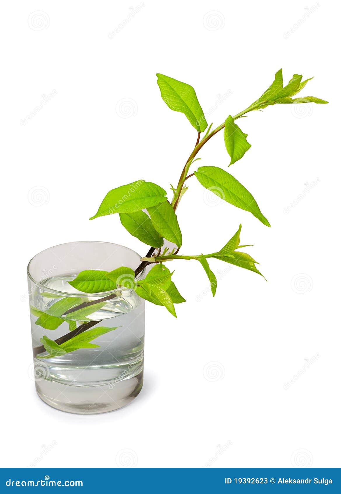 Tree Branch in Glass of Water Stock Image - Image of spring, growth ...