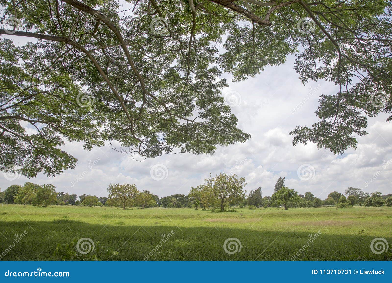 Tree with Branch and Green Grass Stock Image - Image of countryside ...